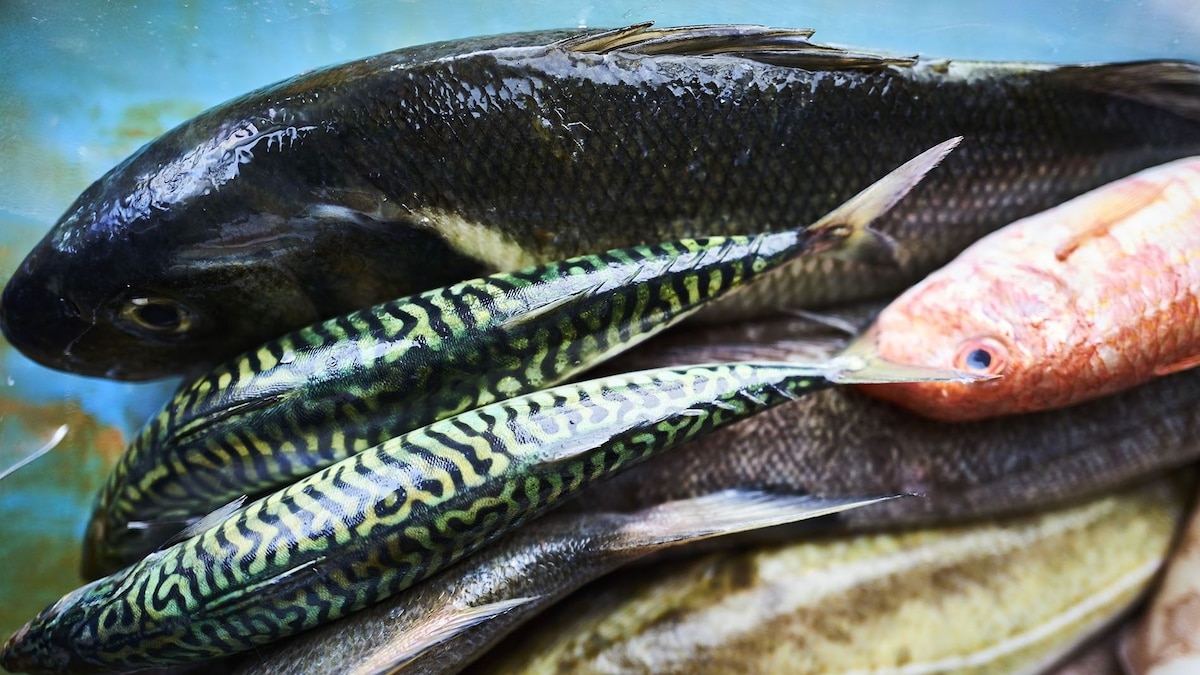 Interview: Nathan Outlaw, the UK-based chef obsessed with fish ...