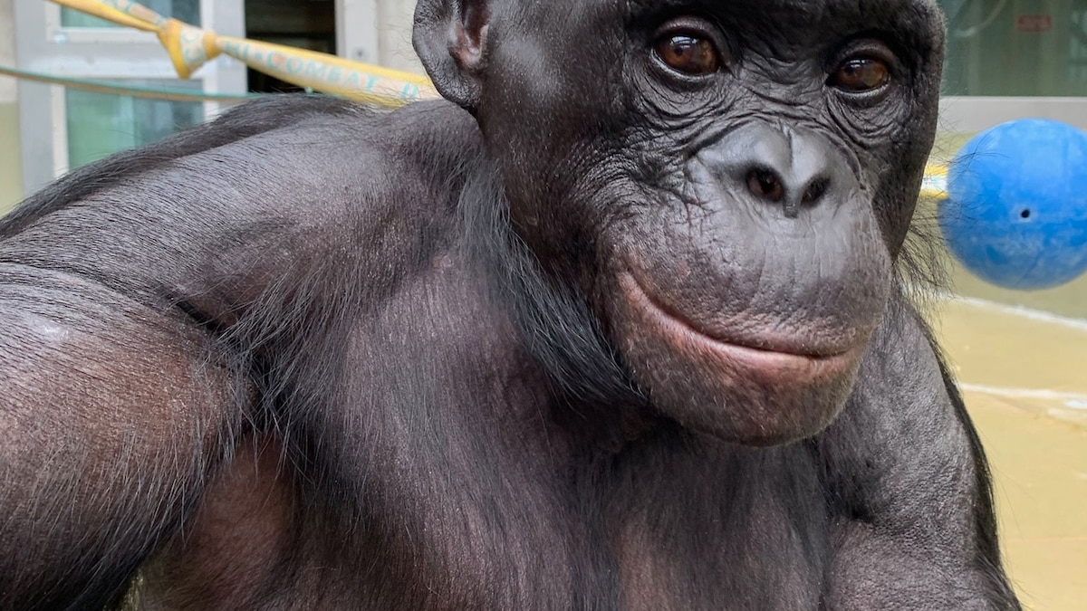 Can bonobos use their imagination? | National Geographic