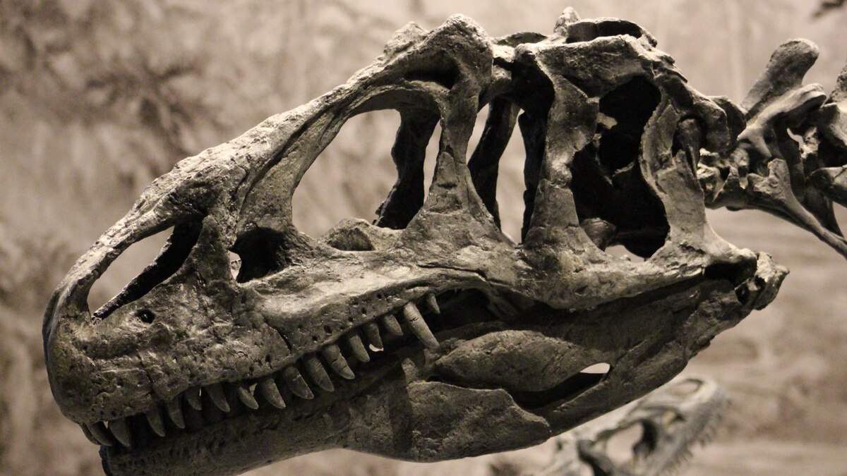 Limping With Dinosaurs | National Geographic