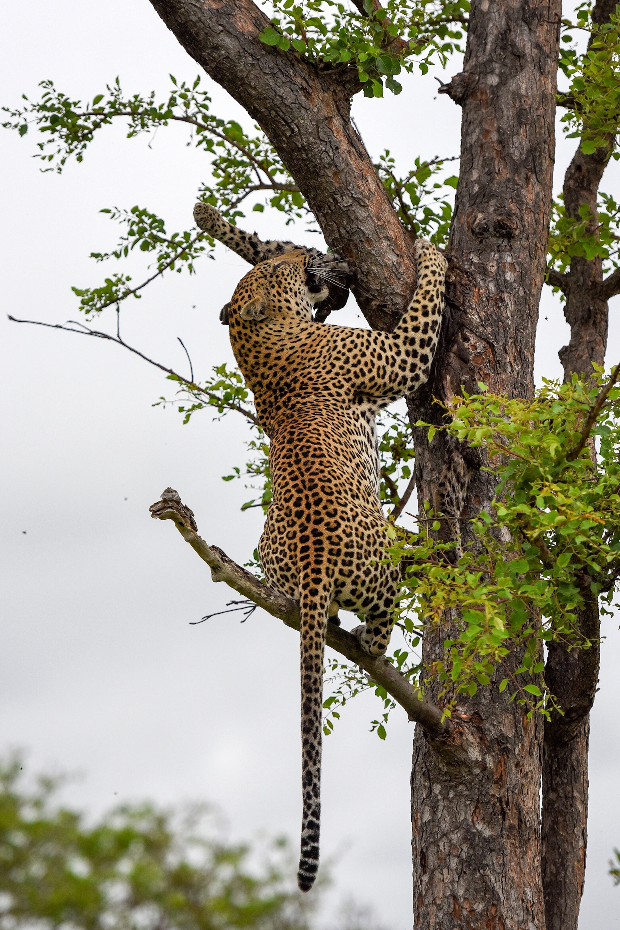 Dramatic Images Show Cannibal Leopard and Prey