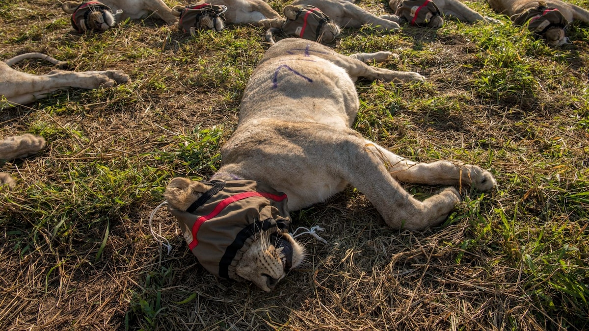 When lions eat livestock, relocation is common—but often deadly ...