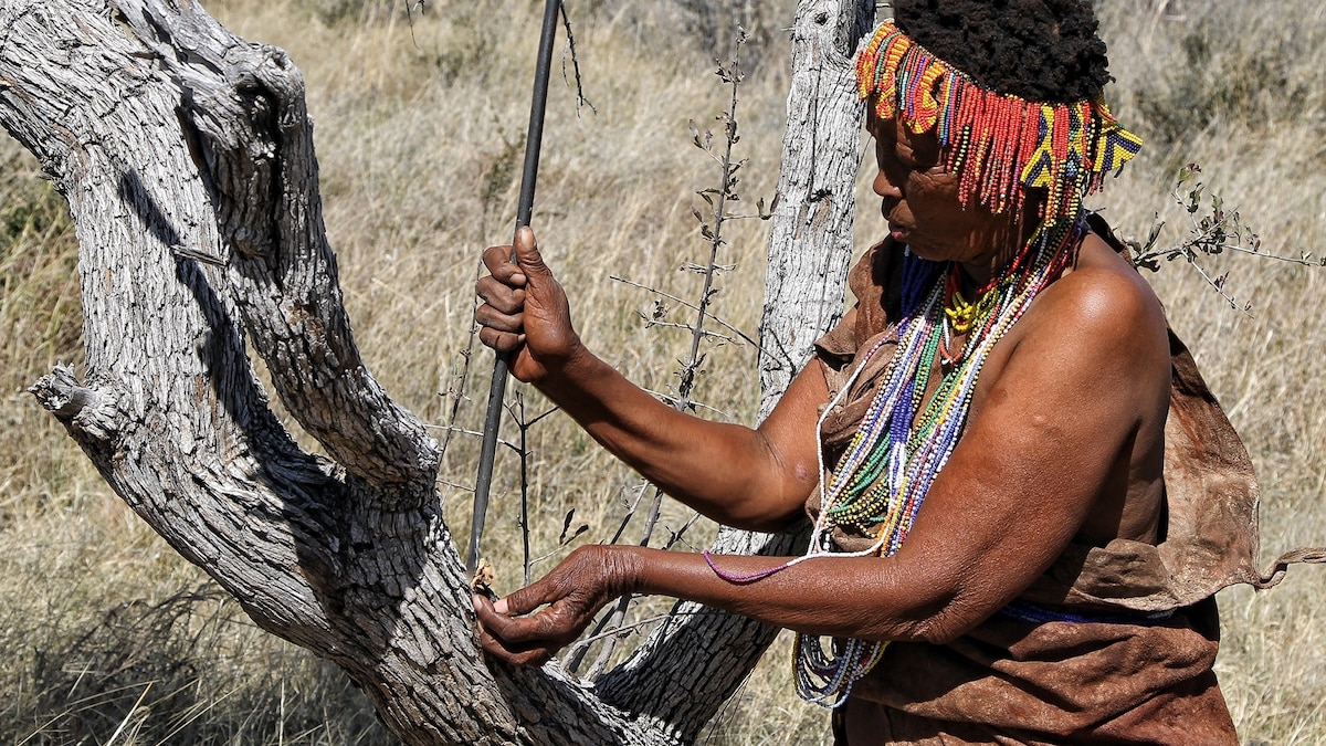 What it's like to go on a bushwalk in the Kalahari Desert | National ...