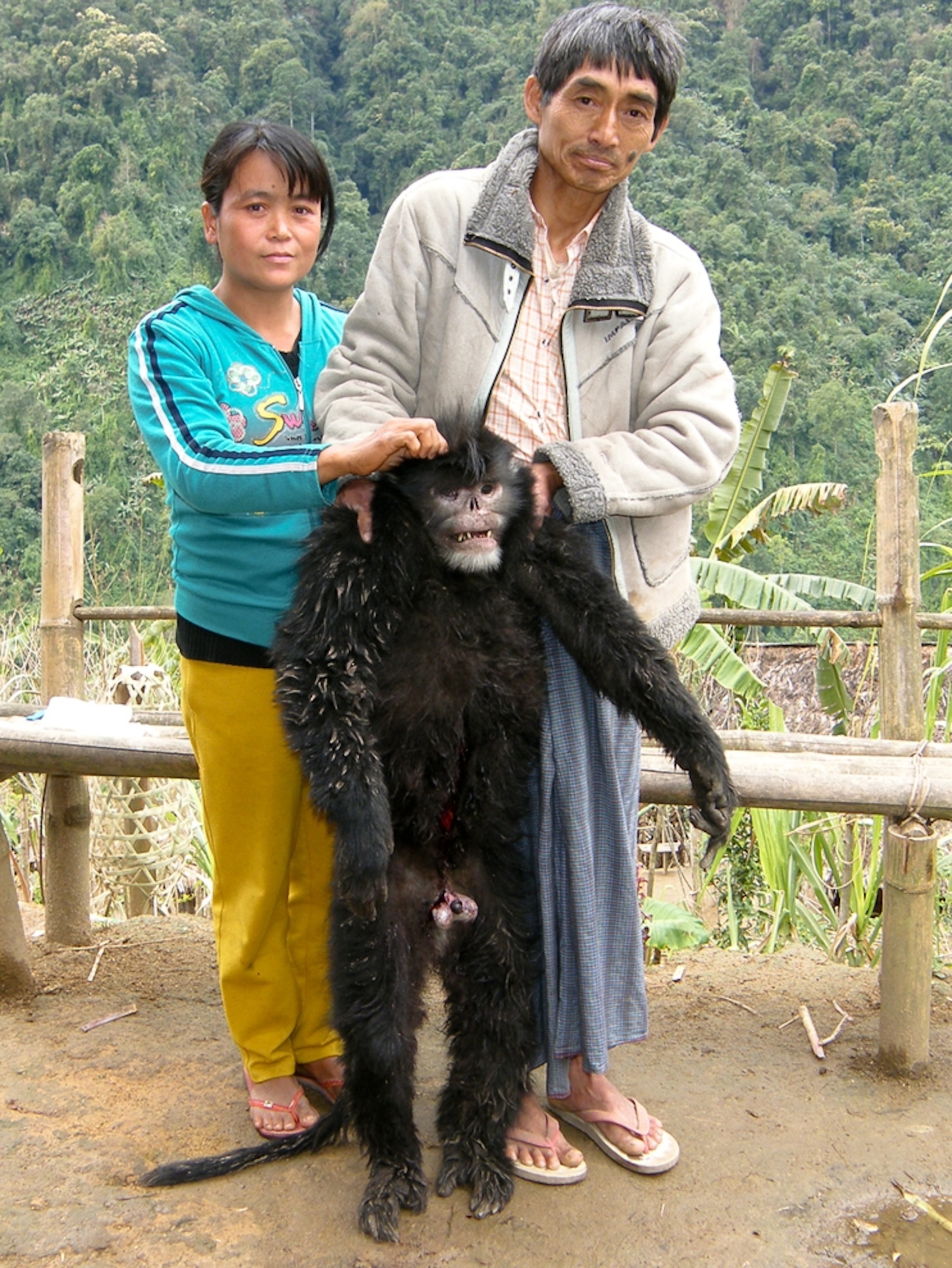 New Snub-Nosed Monkey Discovered, Eaten