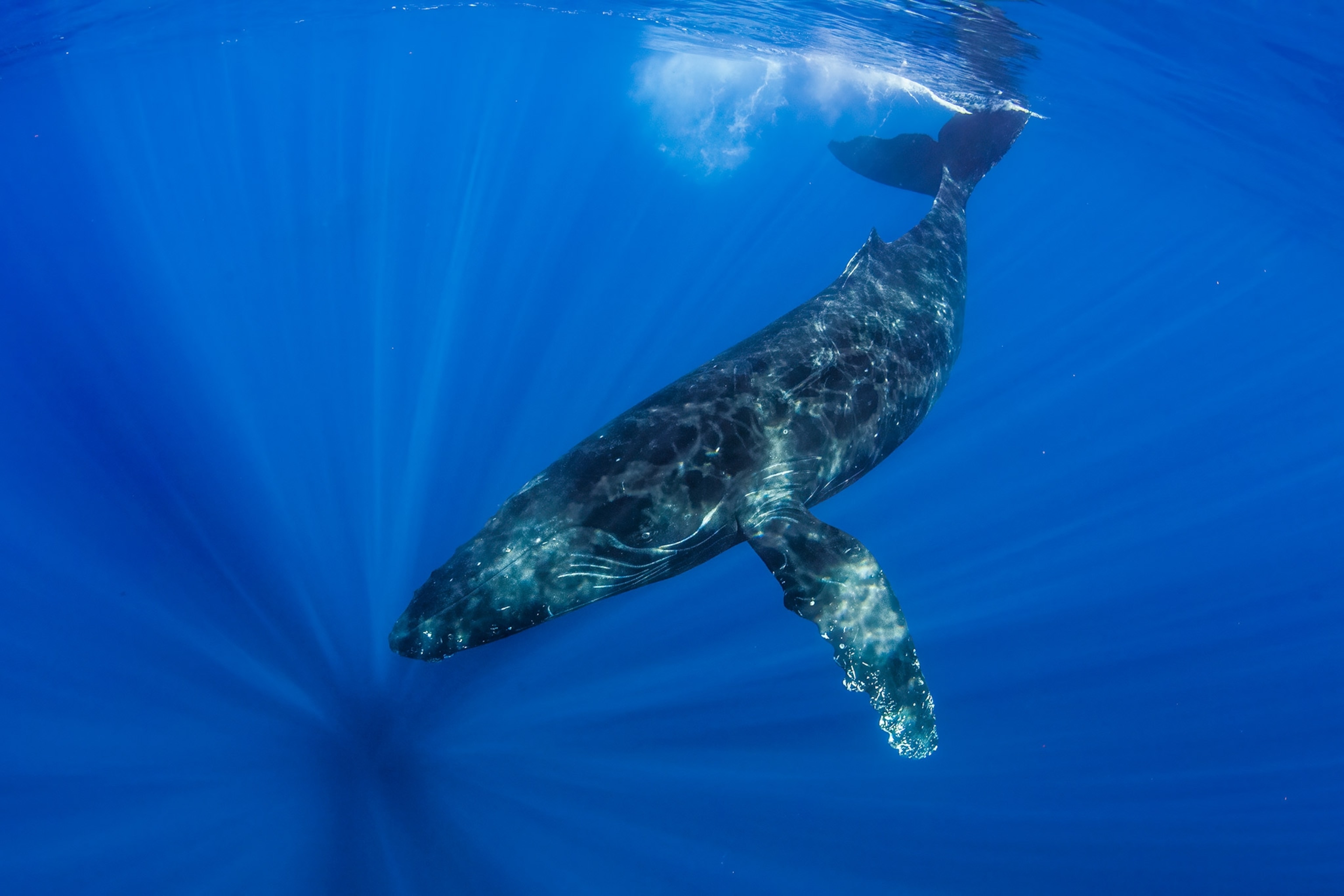 A humpback whale swam halfway around the world. His name is Frodo.