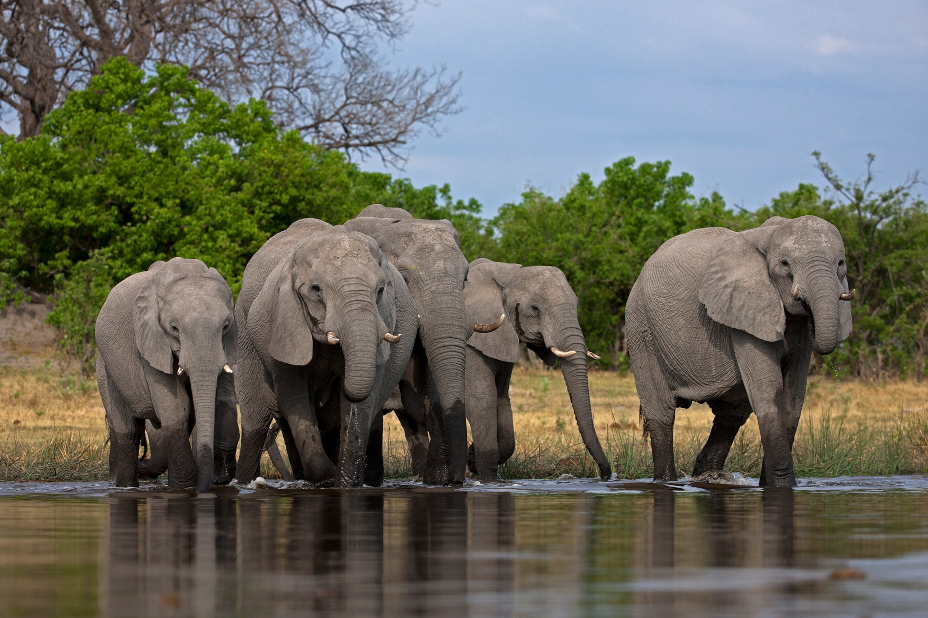Elephant poaching on the rise in Botswana