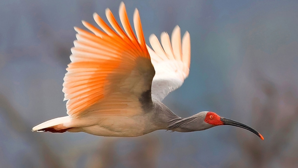 Best Rare-Bird Pictures of 2010 Named | National Geographic