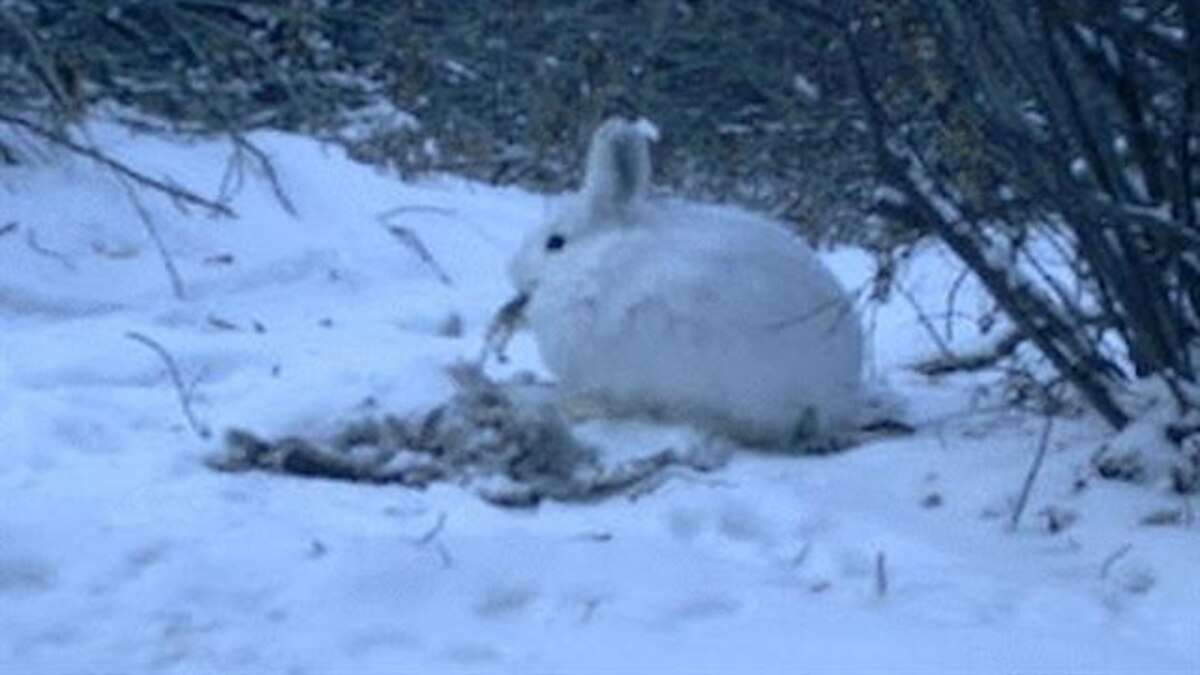 Canadian hares are cannibals and eat meat, surprising photos reveal