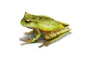 What Sound Does A Frog Make In China