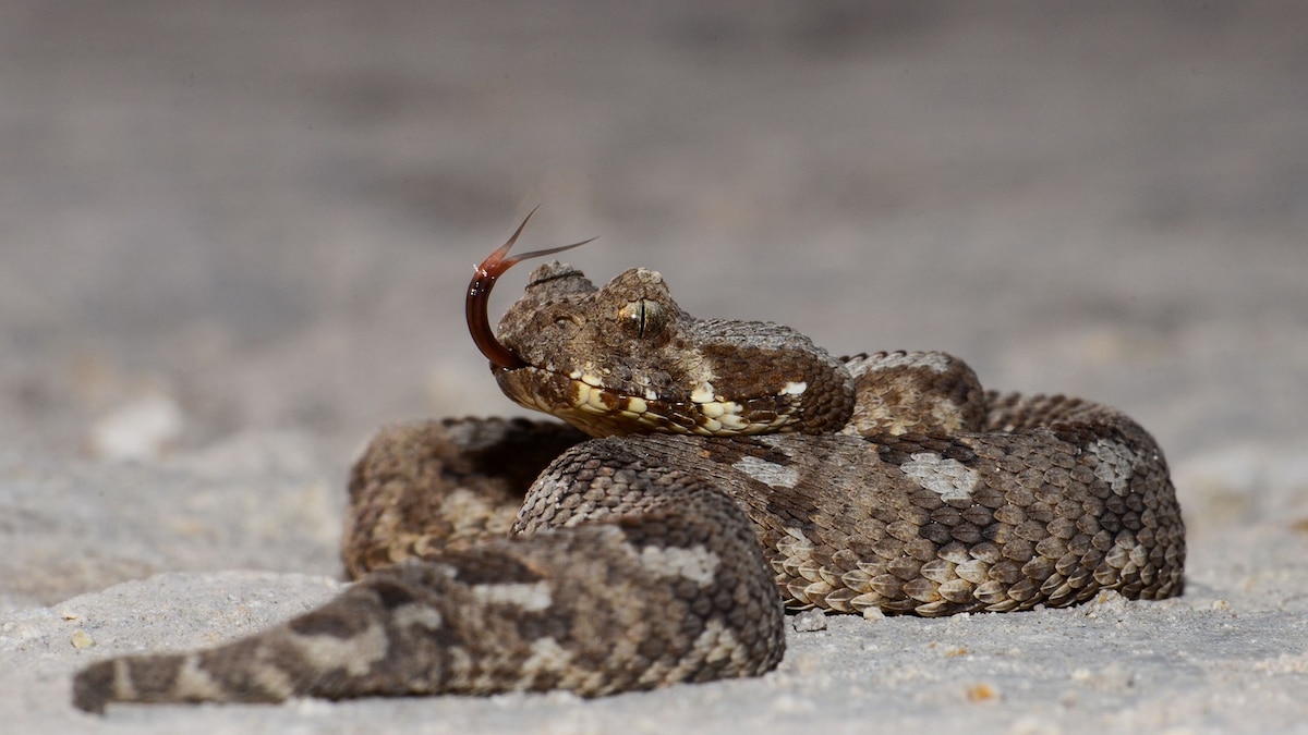 'Extinct' Venomous Snake Rediscovered | National Geographic