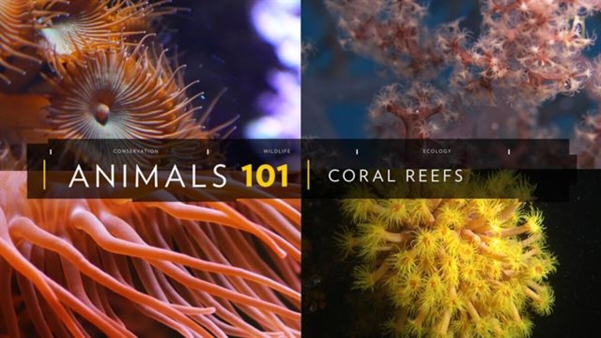 Great Barrier Reef Sun Shield Film Tested to Prevent Bleaching ...