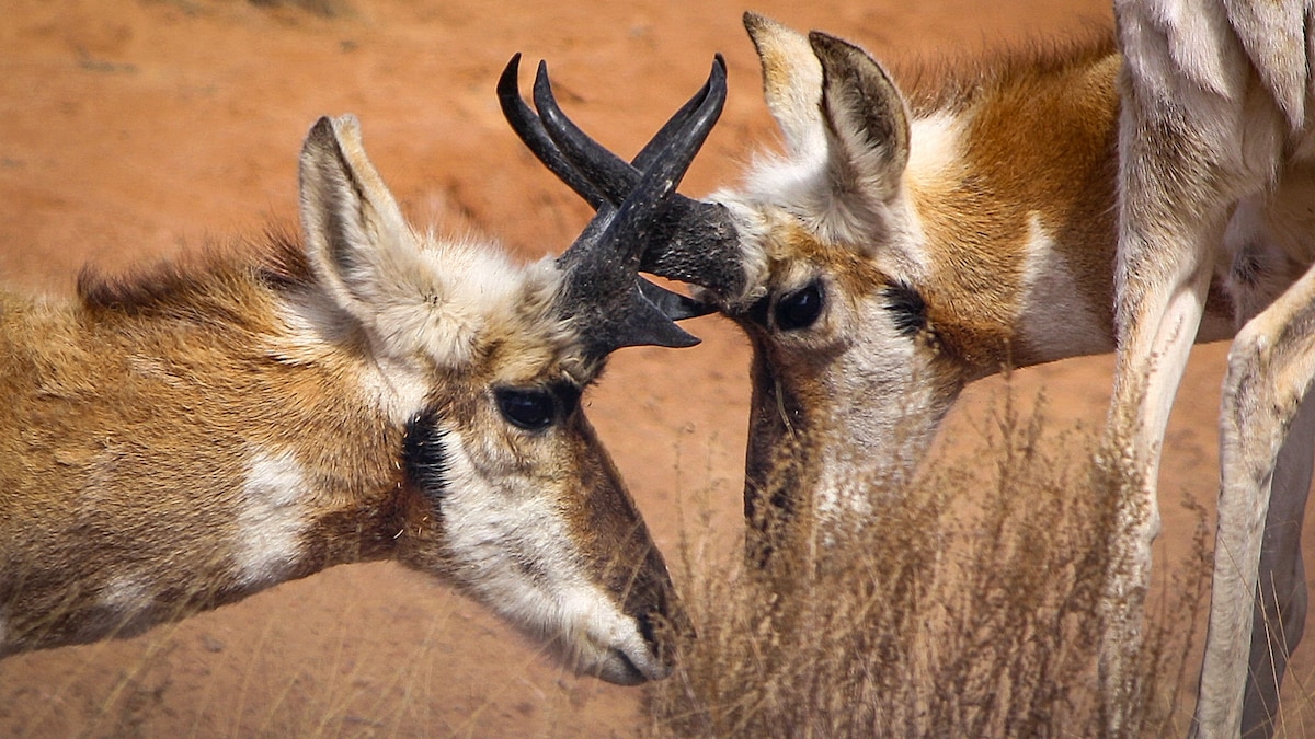 Pronghorn Revival: Bringing Back America’s Fastest Fauna | National ...