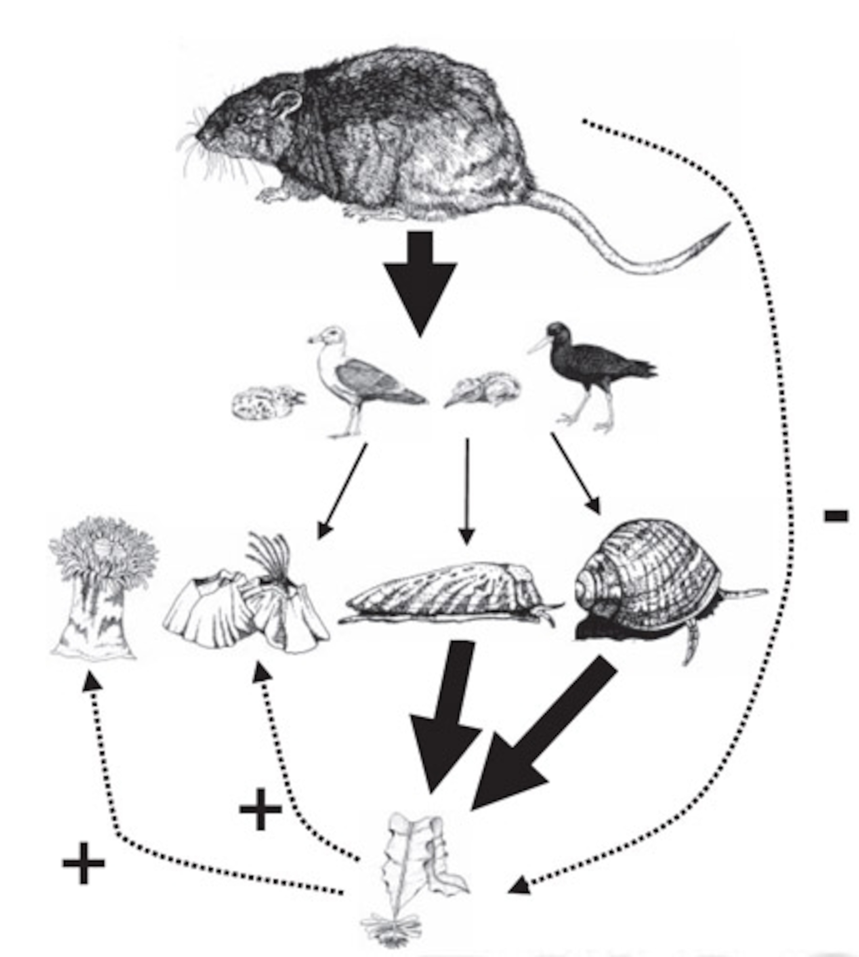 Effects of invading island rats ripple across land and sea | National ...