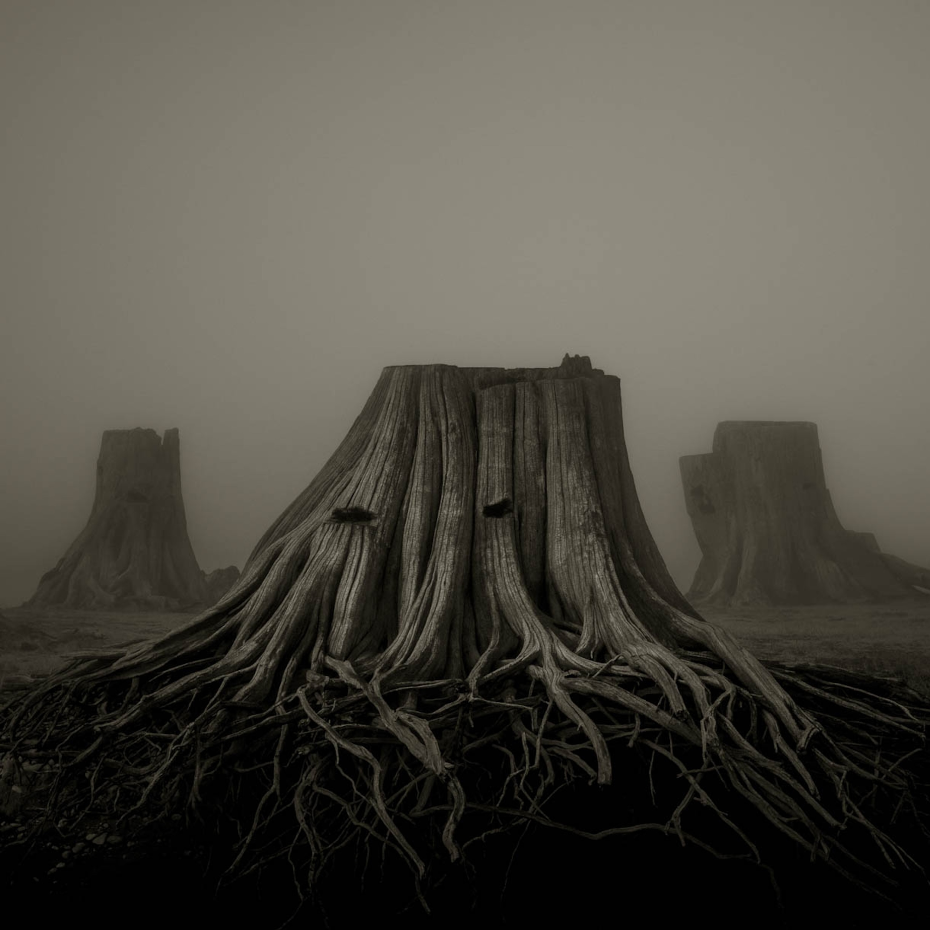 Tree Stumps