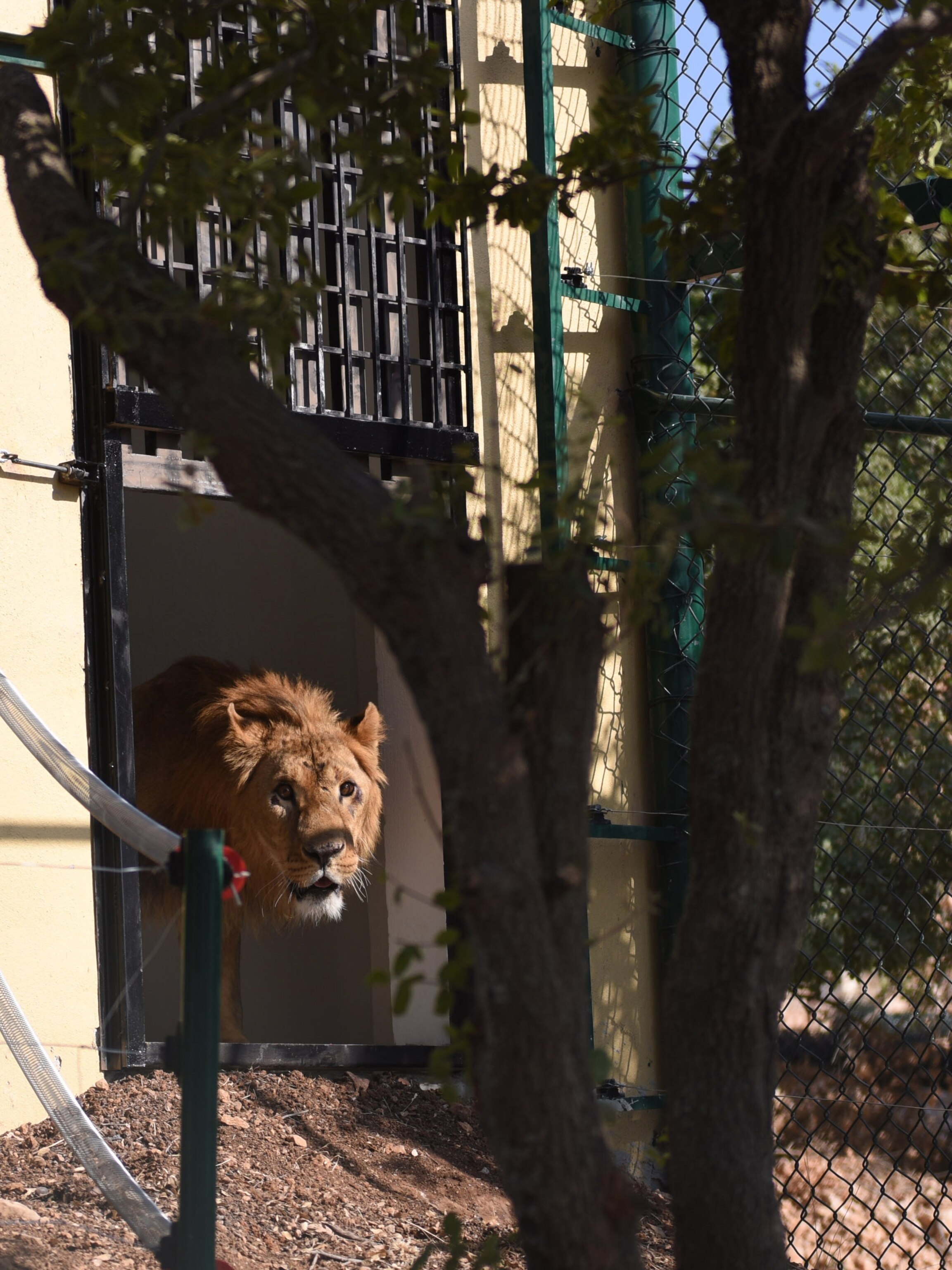 How Syrian Zoo Animals Were Rescued from War-Ravaged Aleppo