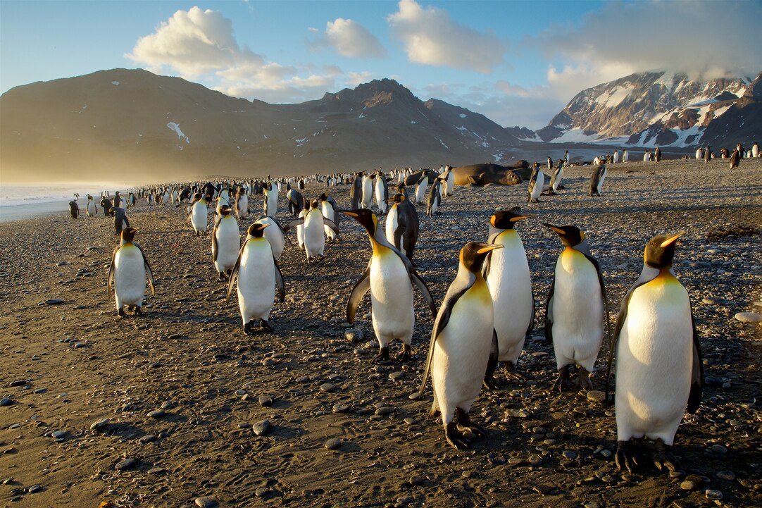 Group Of Penguin Left Out