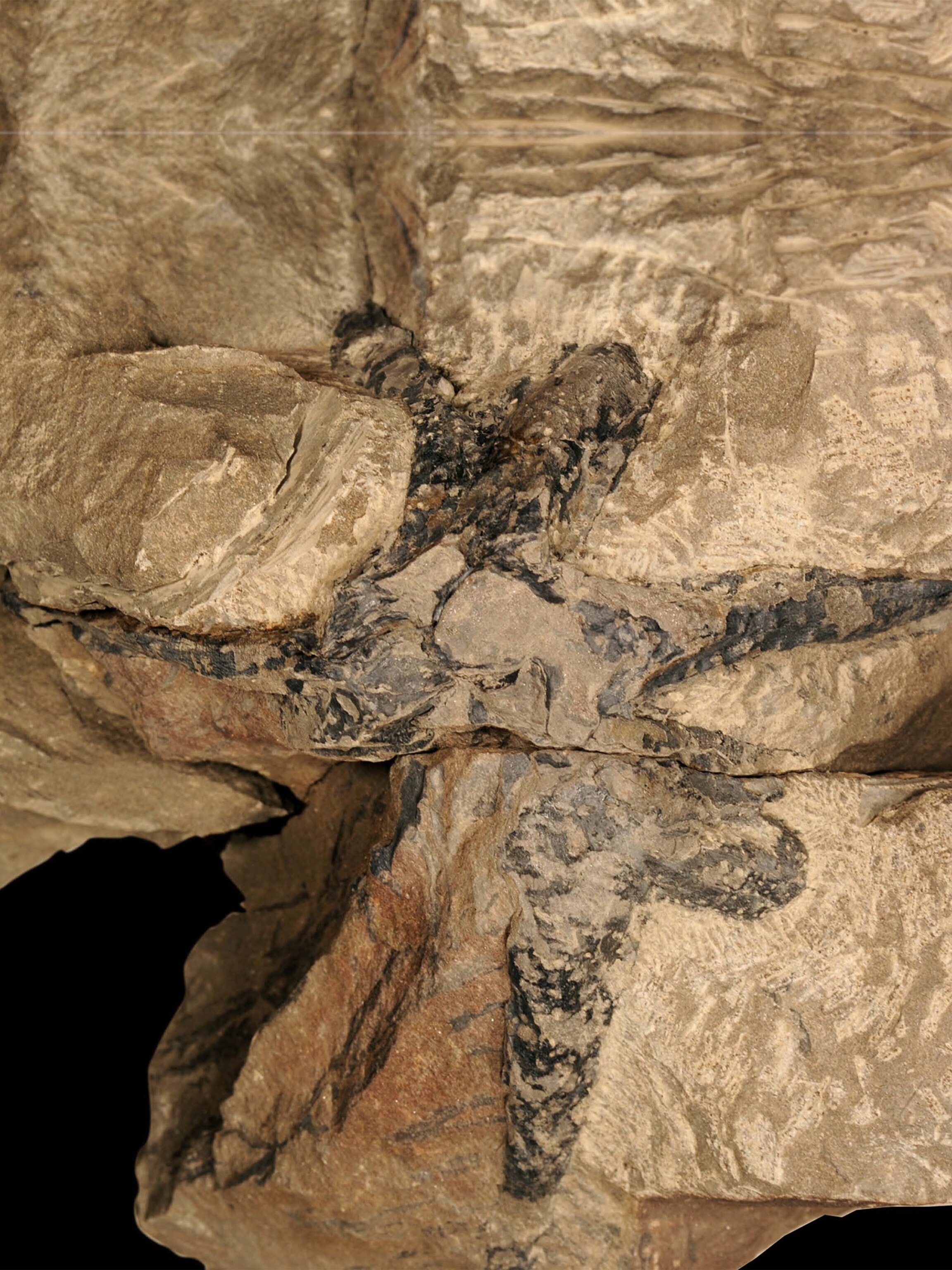 Bizarre fossils reveal Asia’s oldest known forest