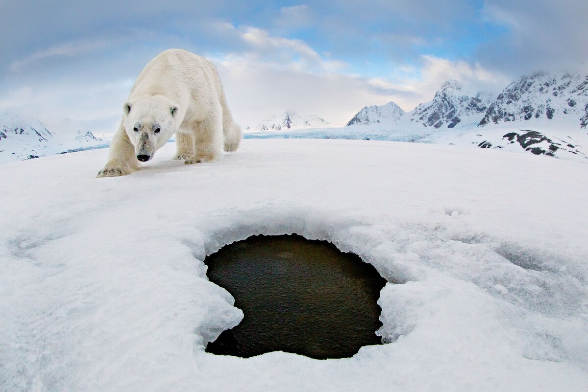See what happens when a polar bear finds a camera