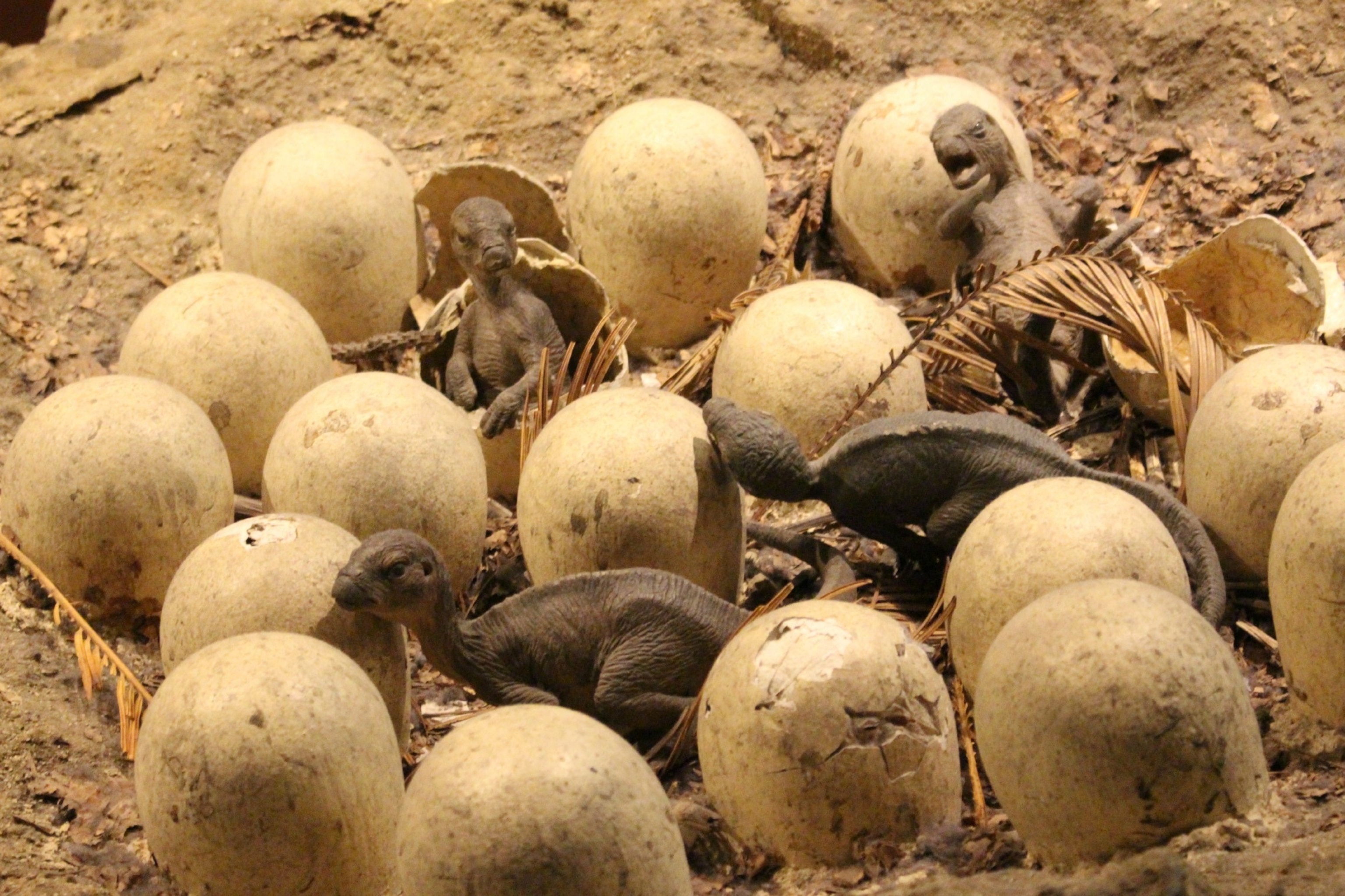 Baby Dinosaurs Hatched Into a World of Danger