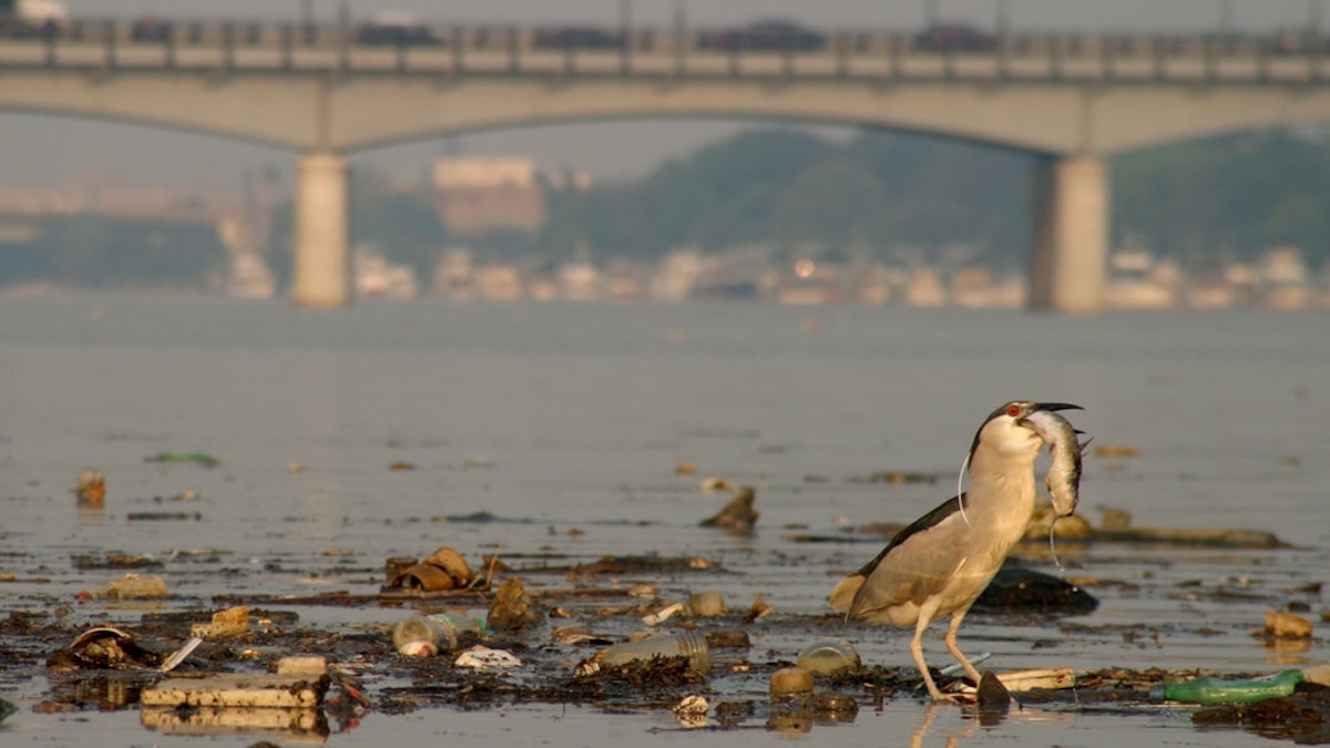 Habitats -- Threatened Freshwater Environment Pictures, Wallpapers ...