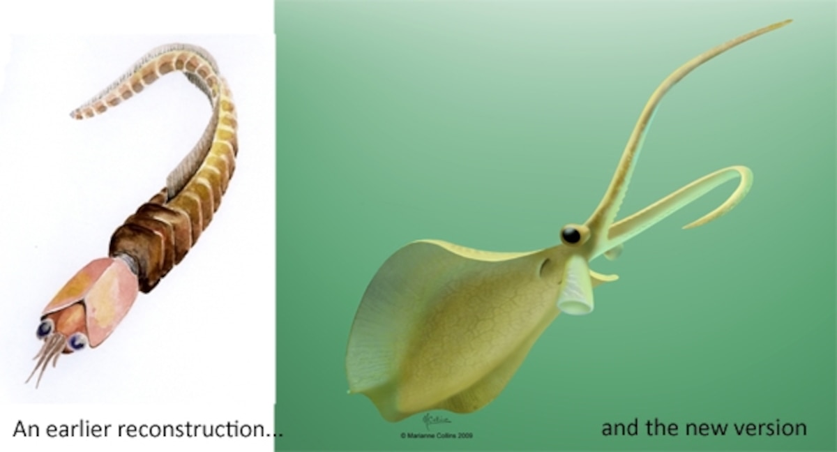 Nectocaris: mystery fossil was actually a 500-million-year-old squid ...