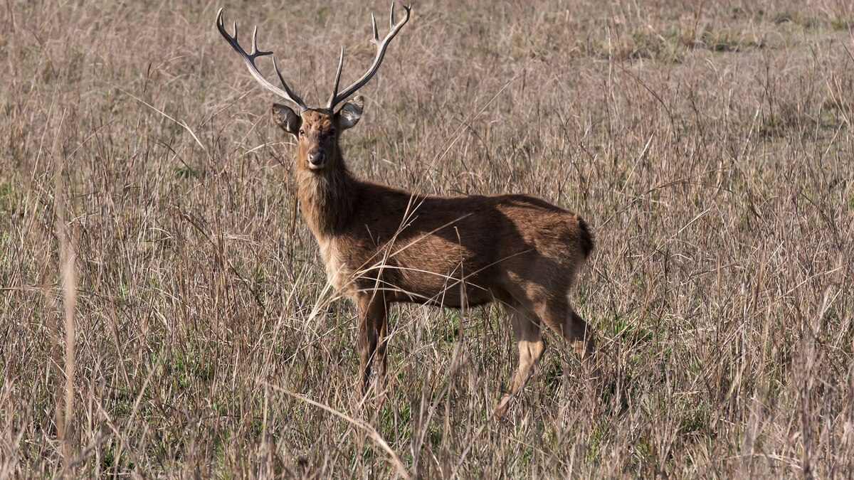 Law Enforcement Officer Fatally Shot By Suspected Poacher | National ...