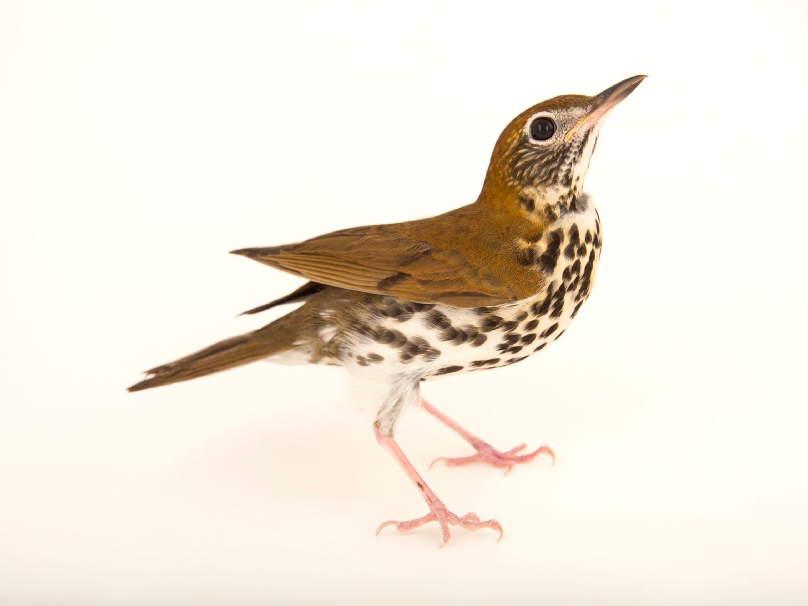 Wood Thrush Song