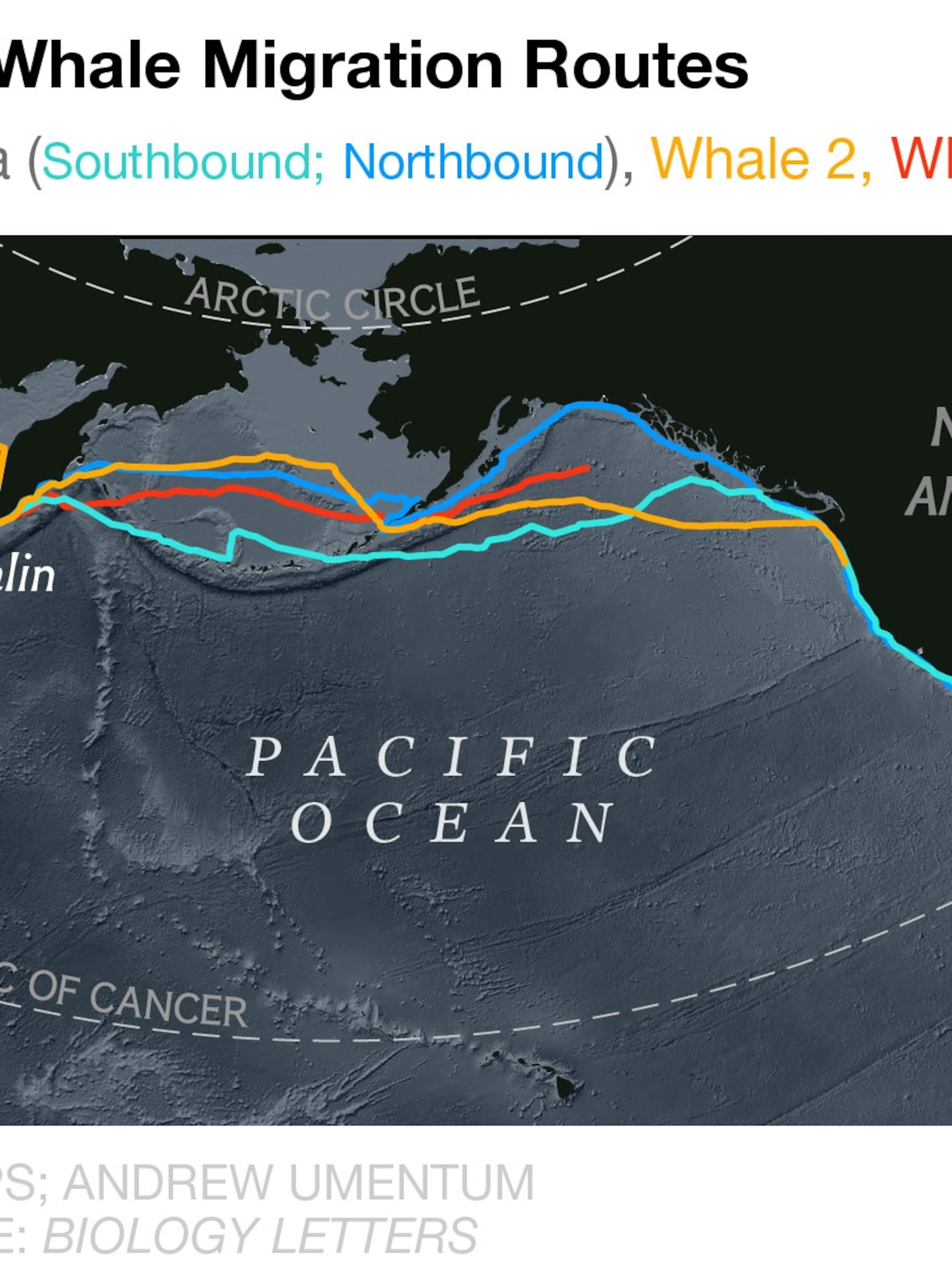 Whale Migration Routes
