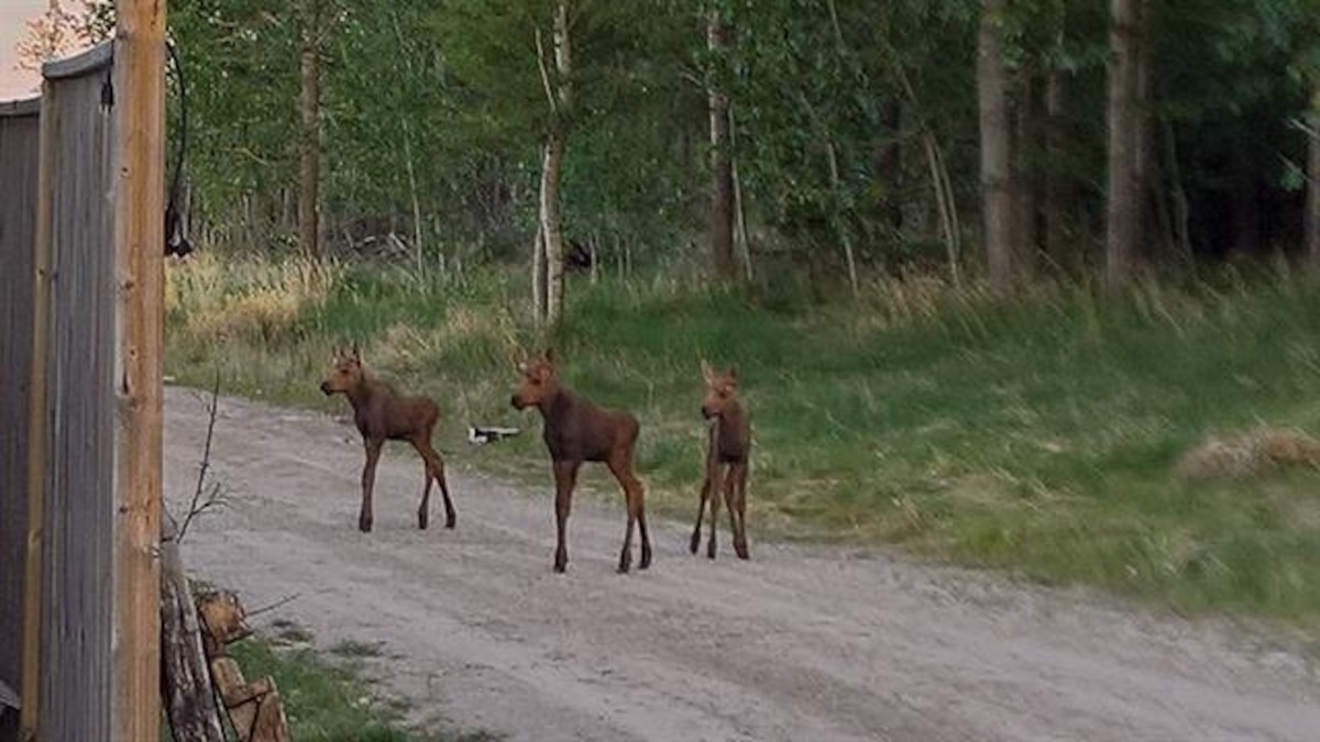 Rare Moose Triplets Spotted in Alberta, Canada | National Geographic