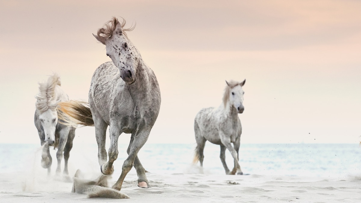 Road trip through Camargue, France | National Geographic