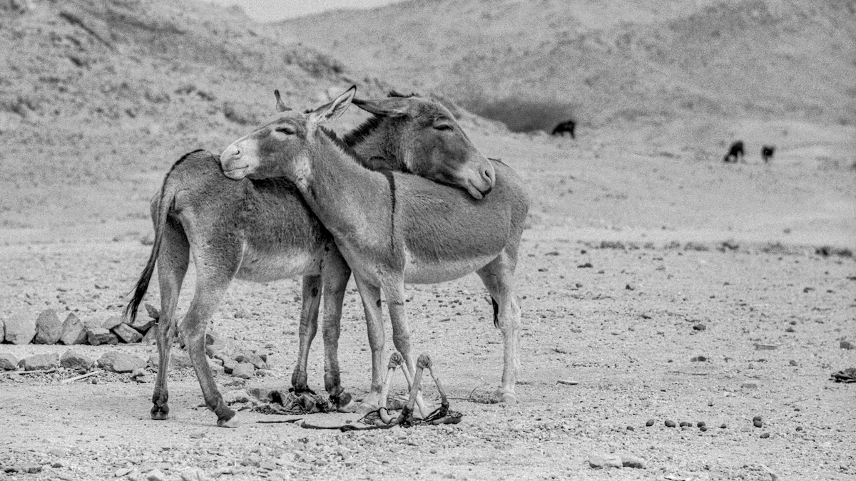 Never-before-seen images from Nat Geo's epic Sahara road trip ...