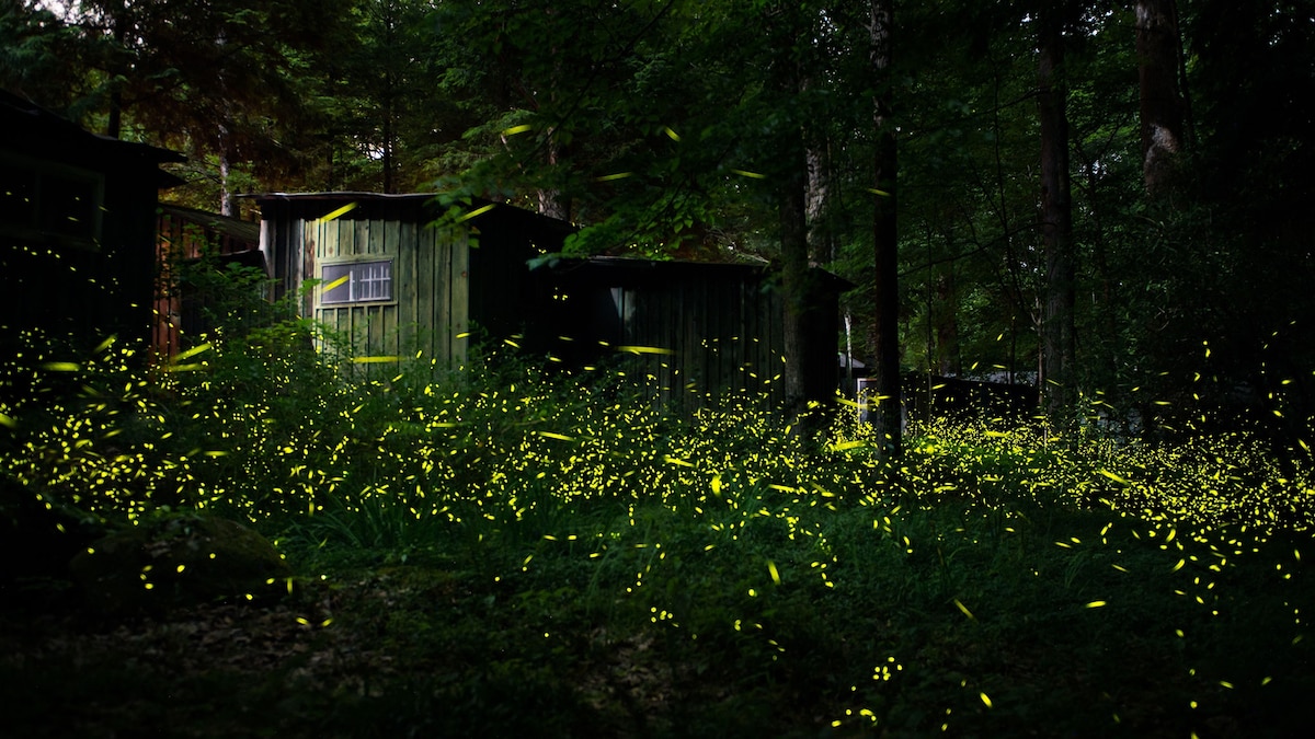 Fireflies are nature’s light show at this West Virginia state park ...