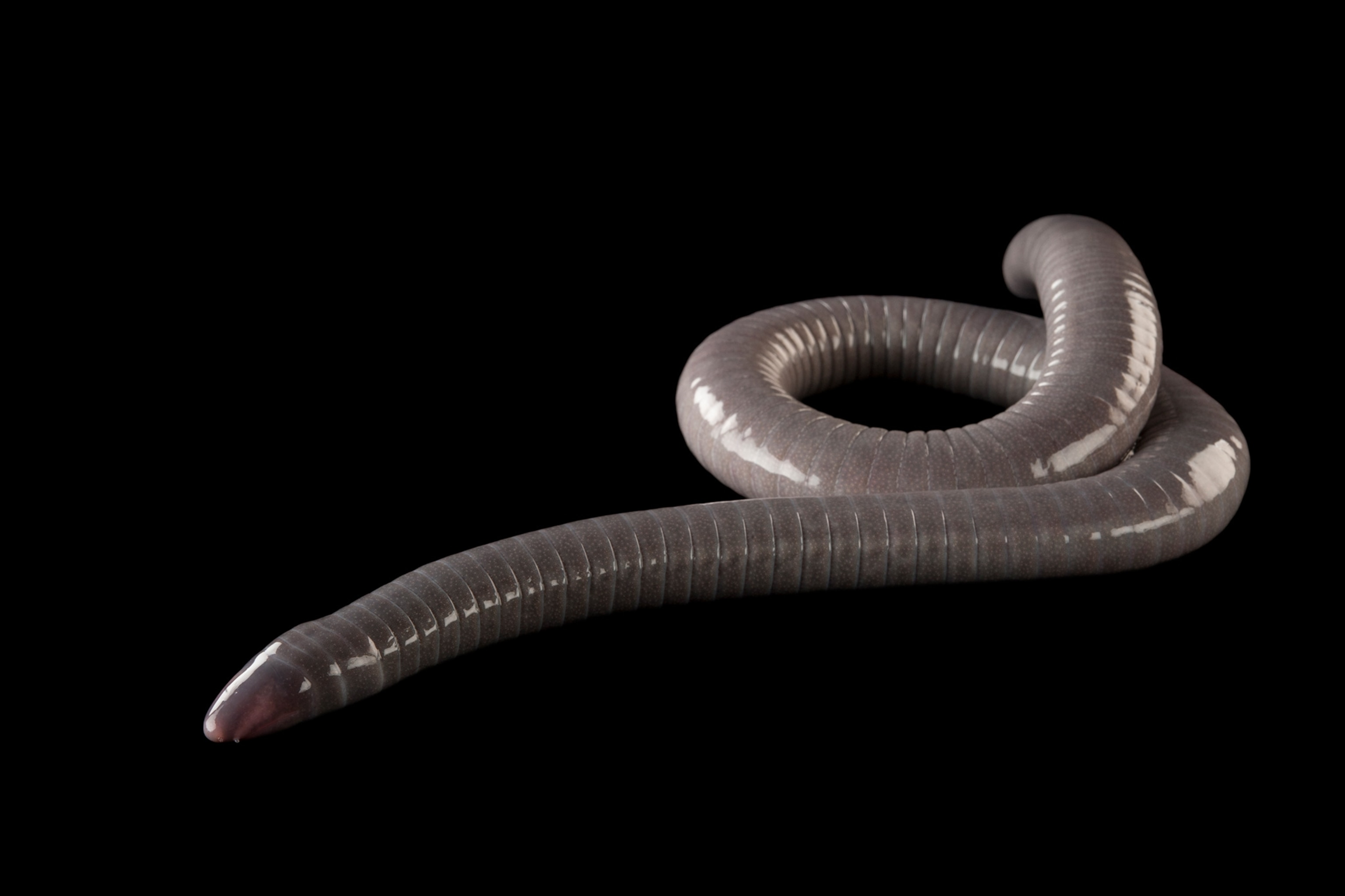Amphibians Caecilians