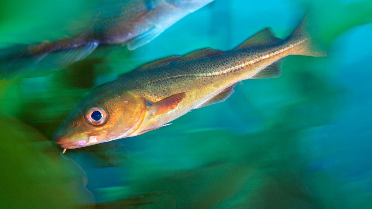 We’re Killing the Oldest Fish in the Sea | National Geographic