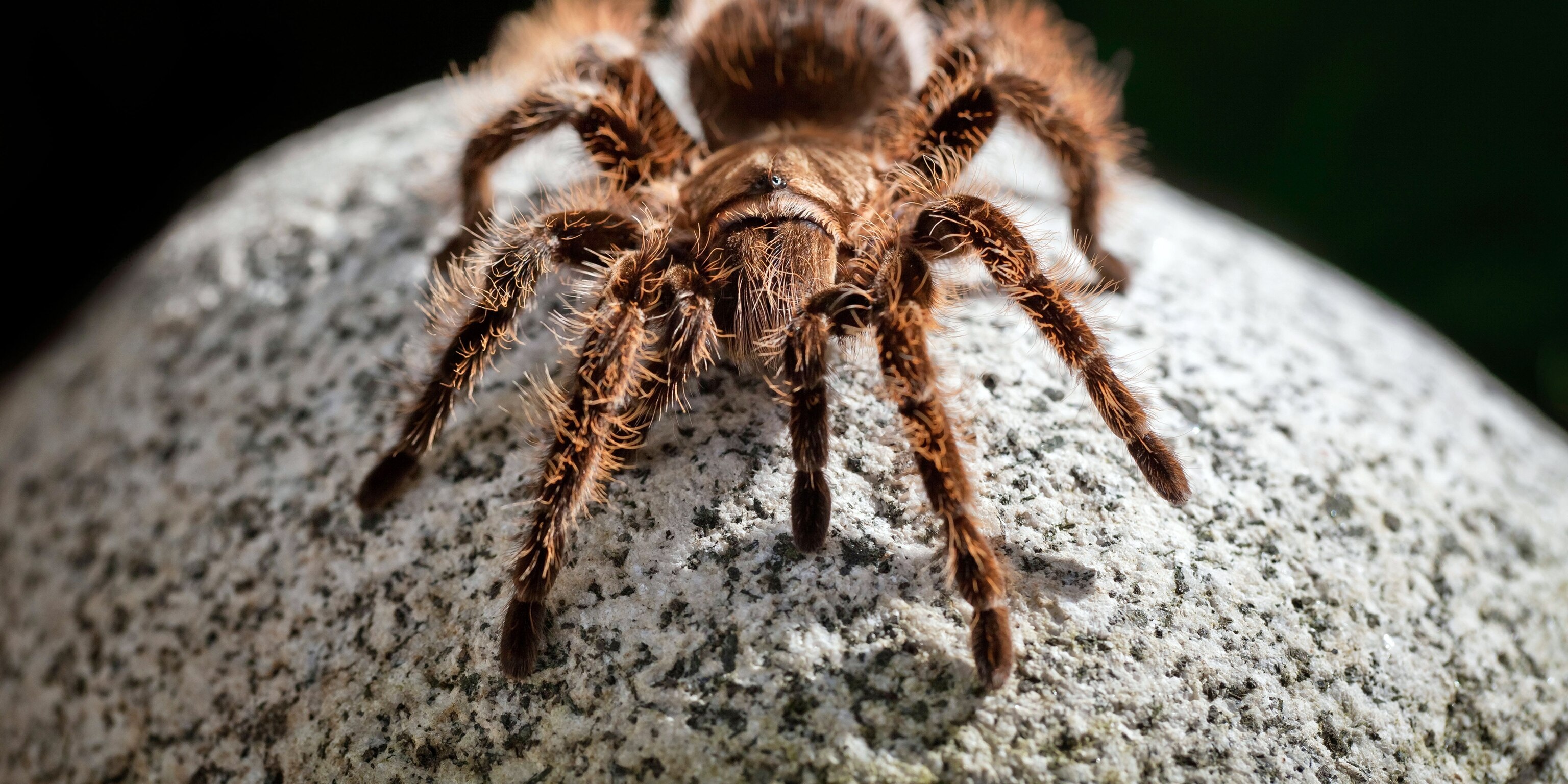 Misunderstood Spider