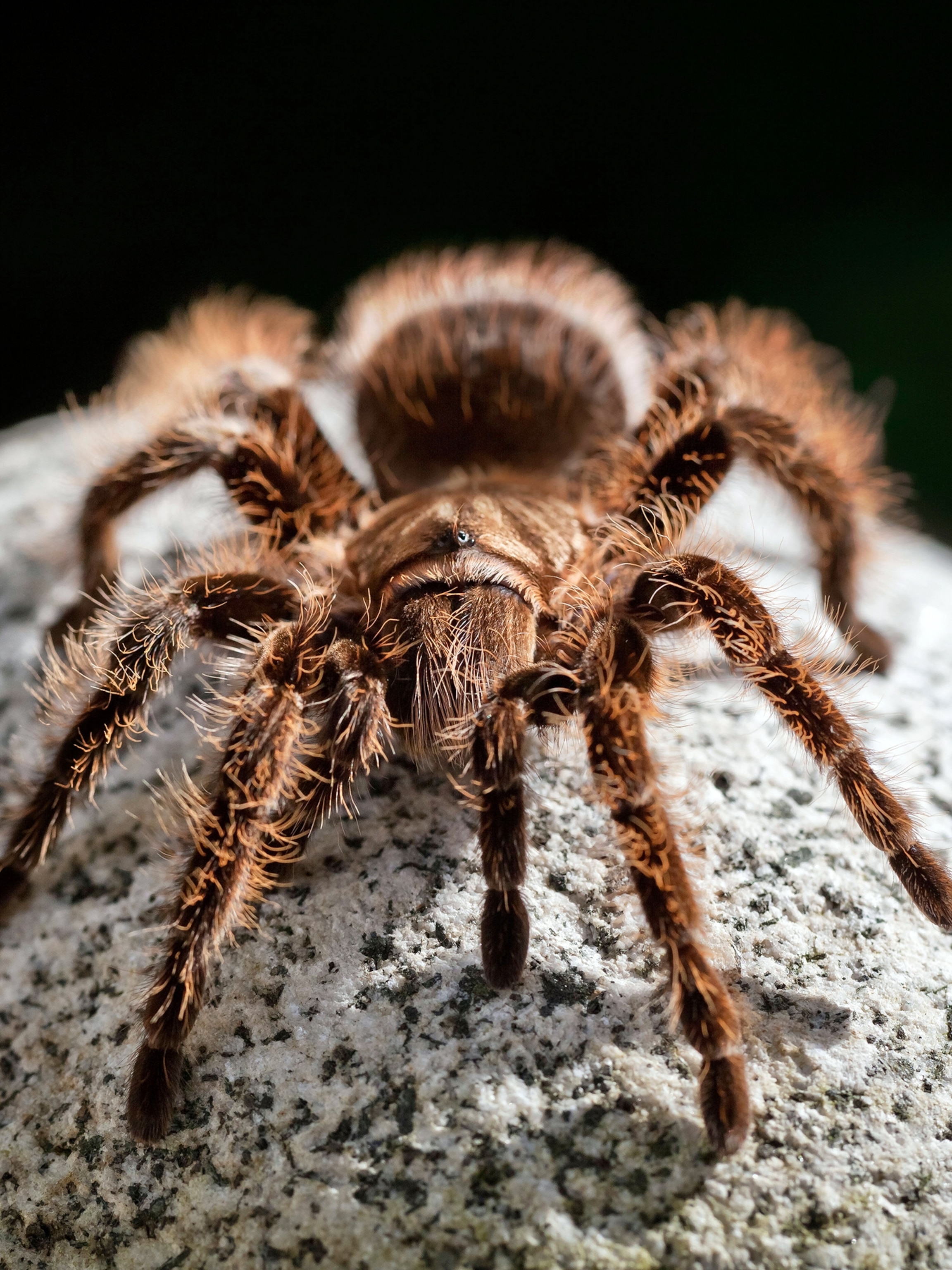 Misunderstood Spider