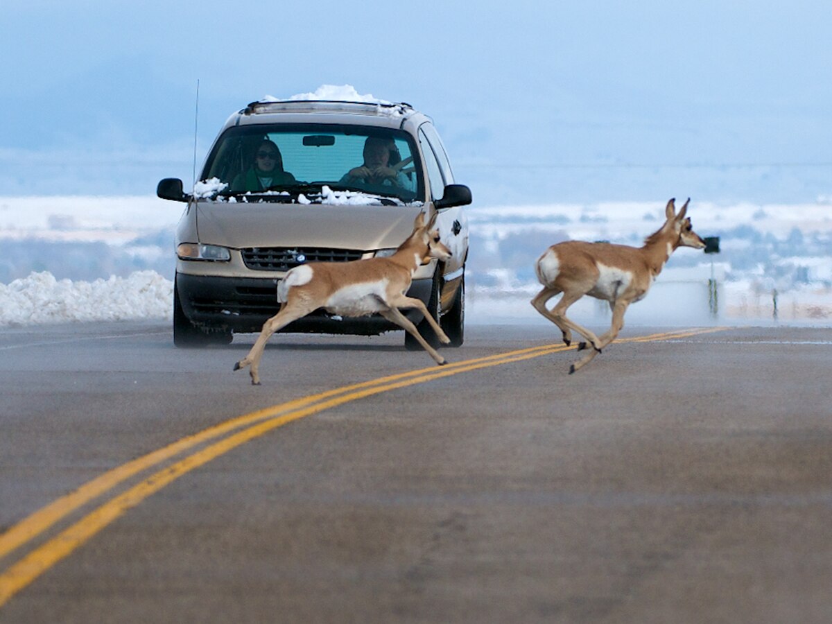 Pictures: Overpass Helps Pronghorn Migration