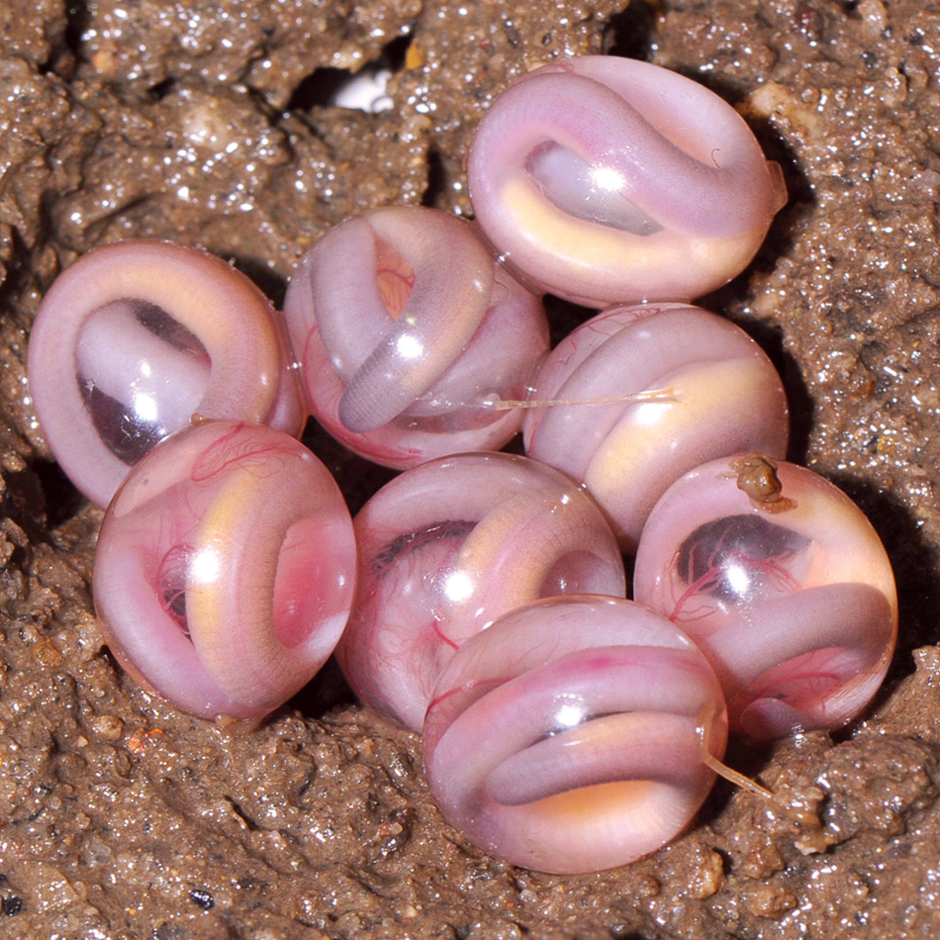 Transparent Snake Eggs