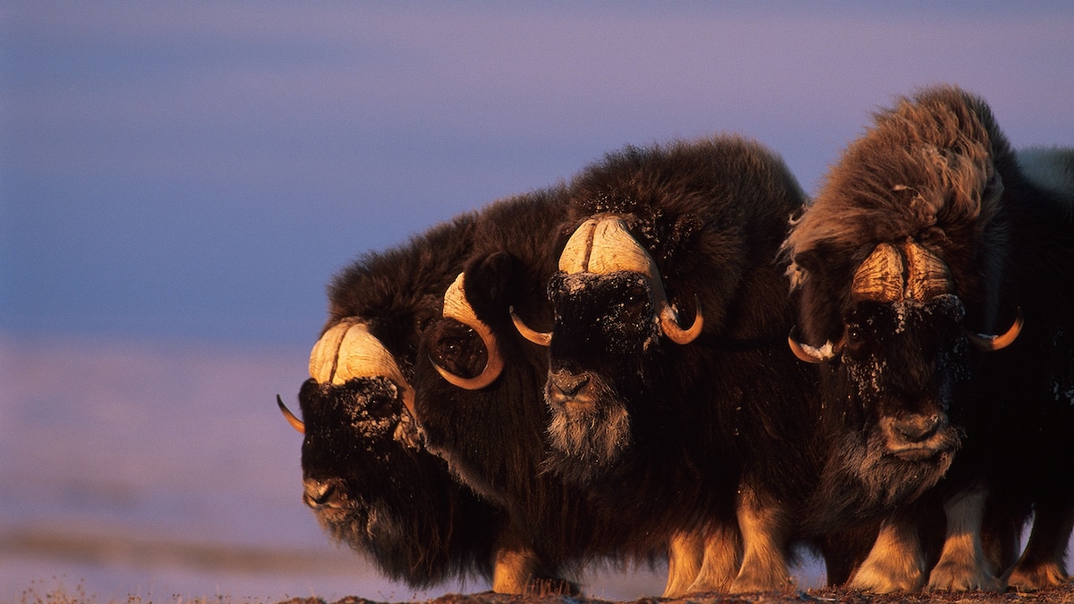 One Man’s Extreme Measures to Conserve Species at the Ends of the Earth ...