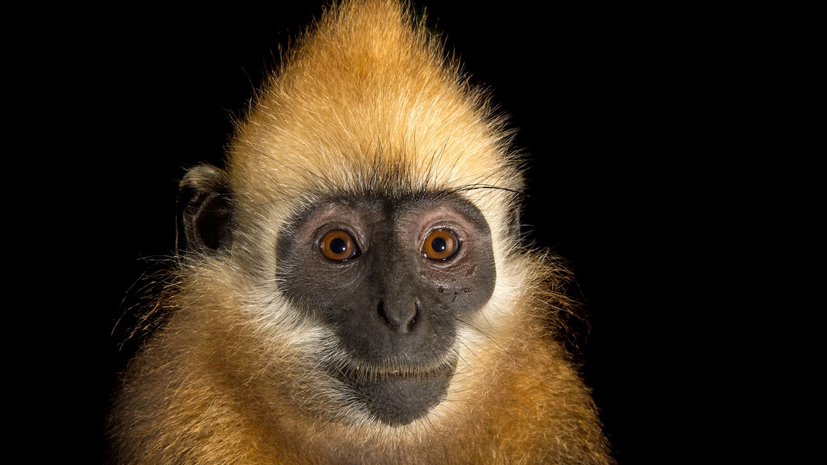 Species Extinction Happening 1,000 Times Faster Because of Humans ...