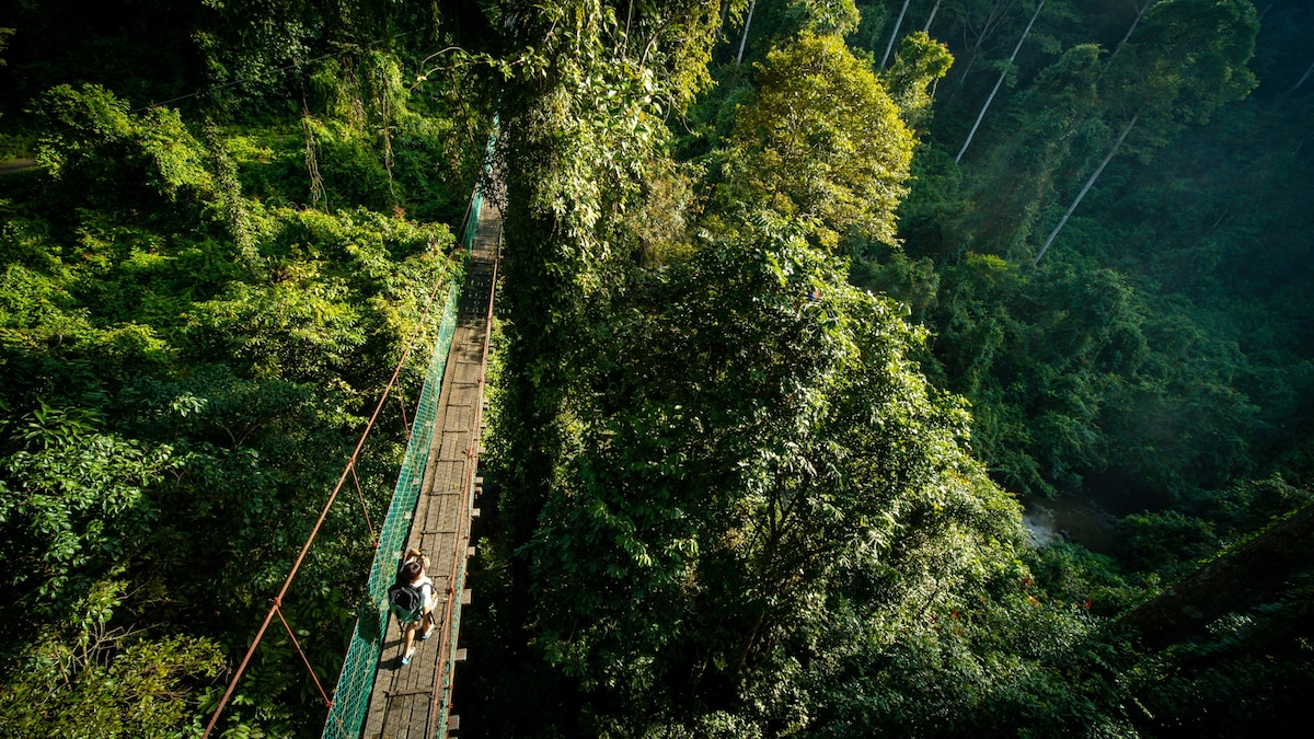 To see Malaysia’s elusive wildlife, take a walk in the trees | National ...