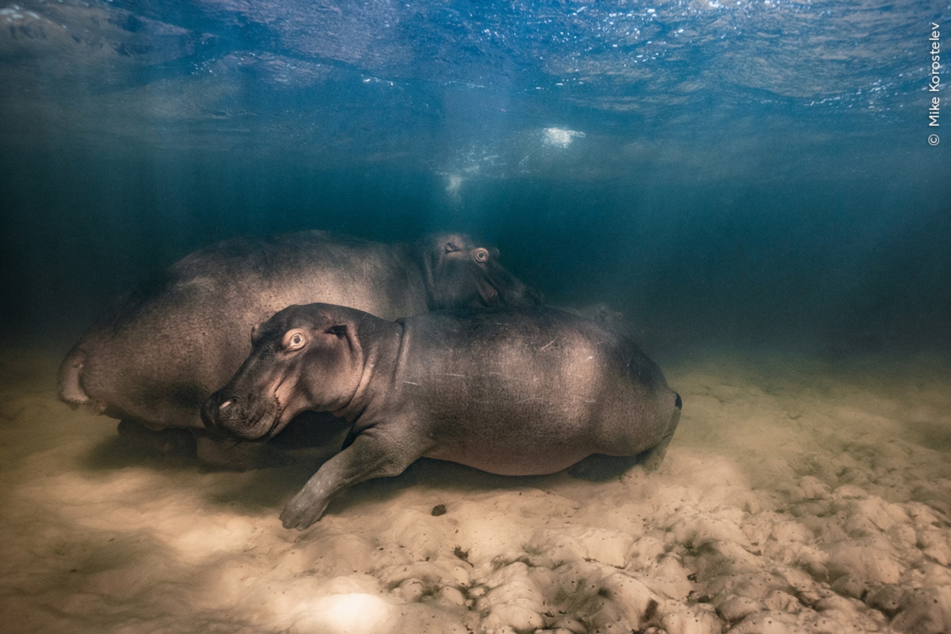 13 stunning photos from this year’s best wildlife photographers