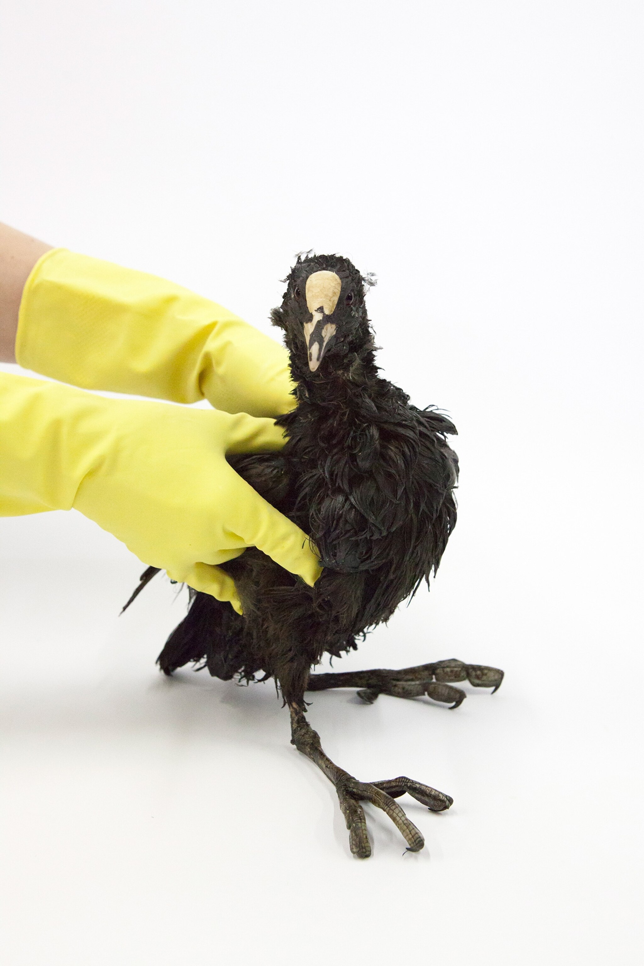 Human Hands Hold the Fate of These Fragile Birds | National Geographic