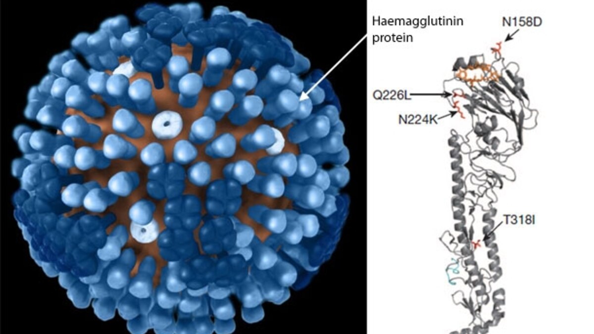 Mutant flu paper is finally published, reveals pandemic potential of ...