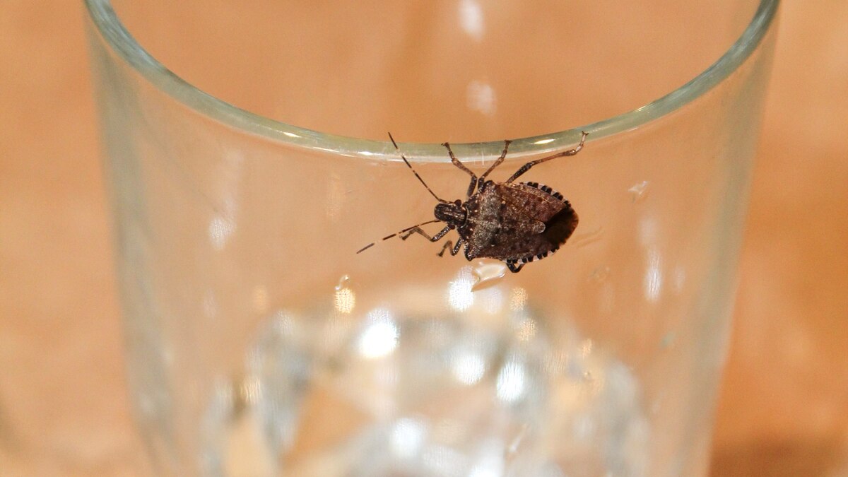 Stinkbug Threat Has Farmers Worried | National Geographic