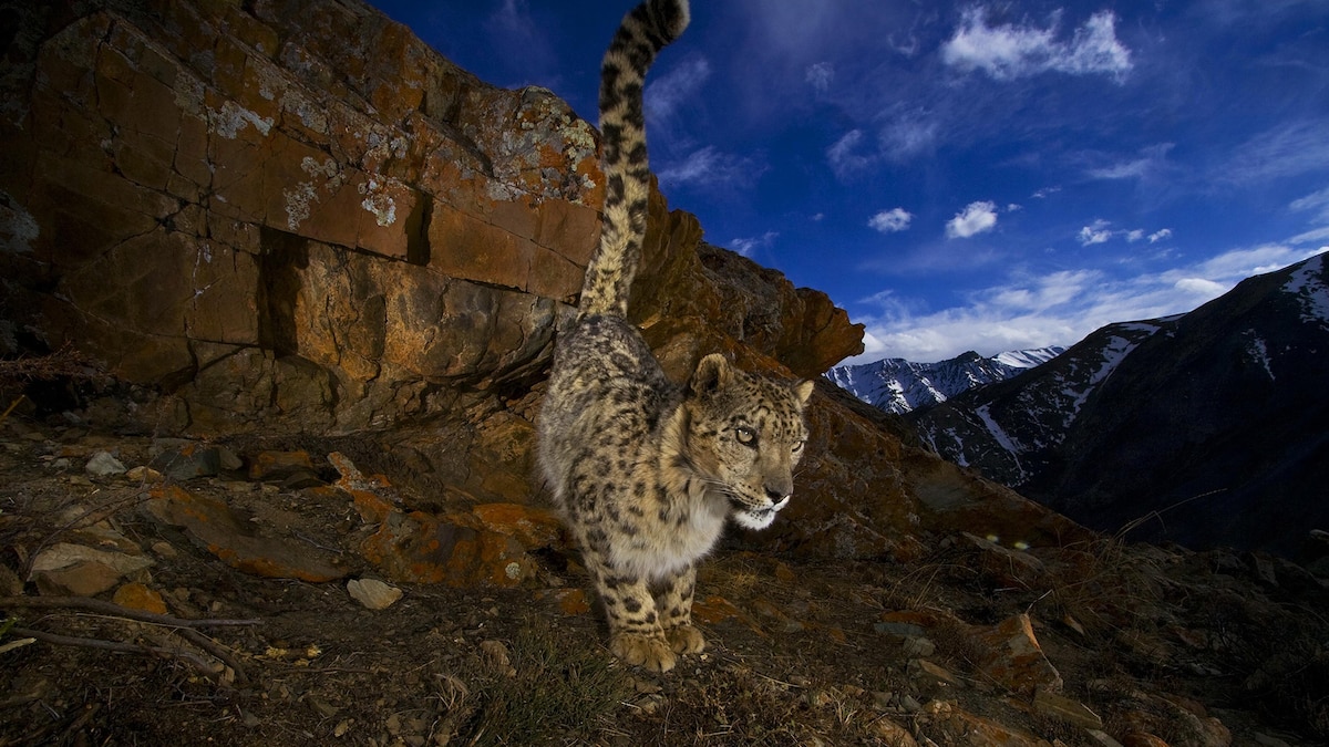 The secrets of snow leopard mating season | National Geographic