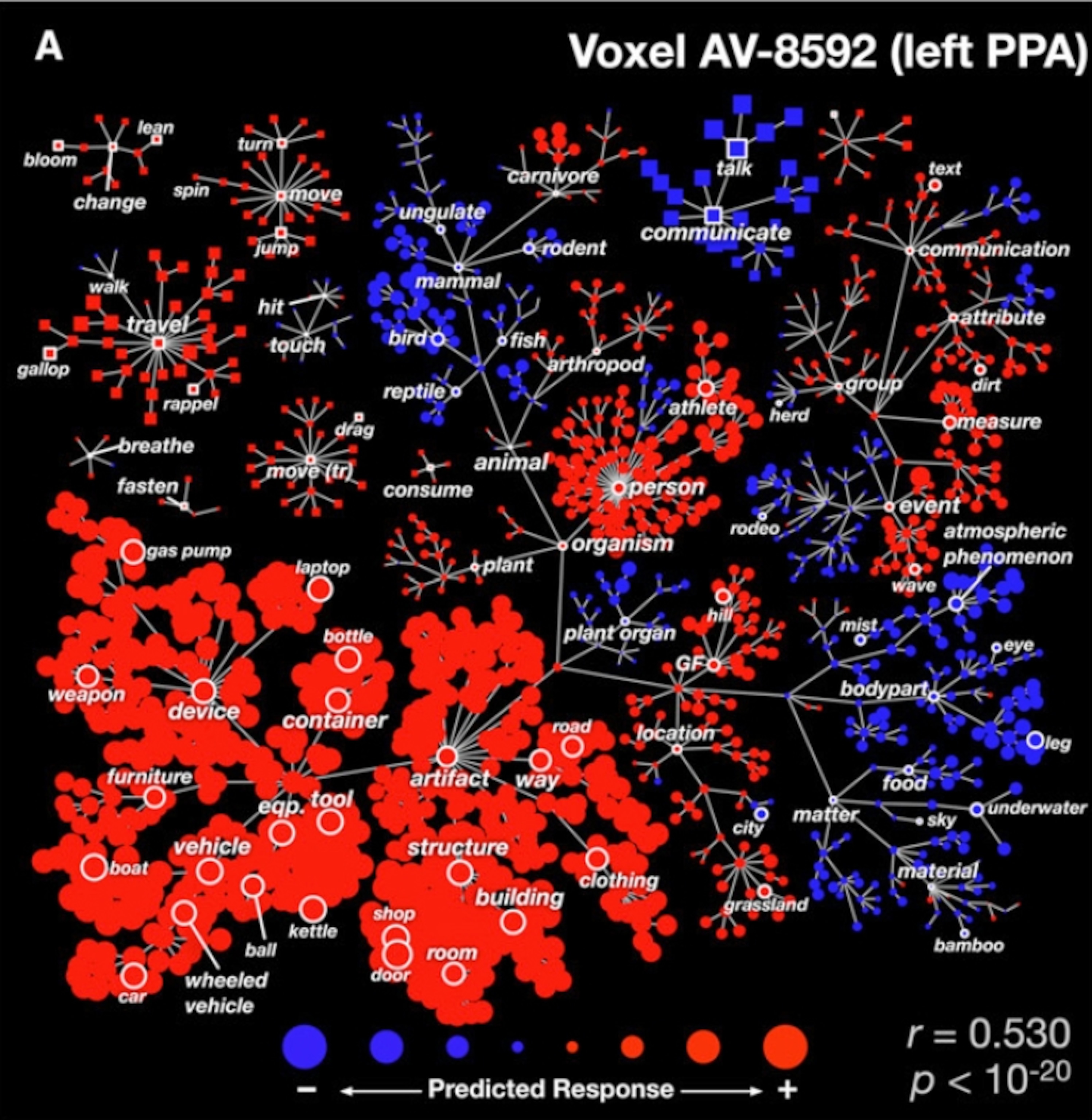 The Where of What: How Brains Represent Thousands of Objects | National ...