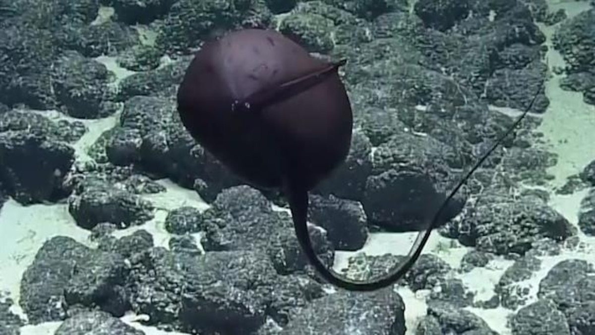 Watch a Gulper Eel Inflate and Deflate Itself, Shocking Scientists