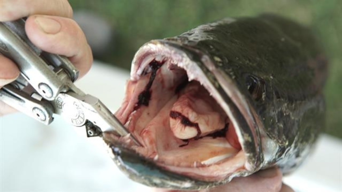 Fishermen Battle Invasive 'Frankenfish' Snakeheads | National Geographic