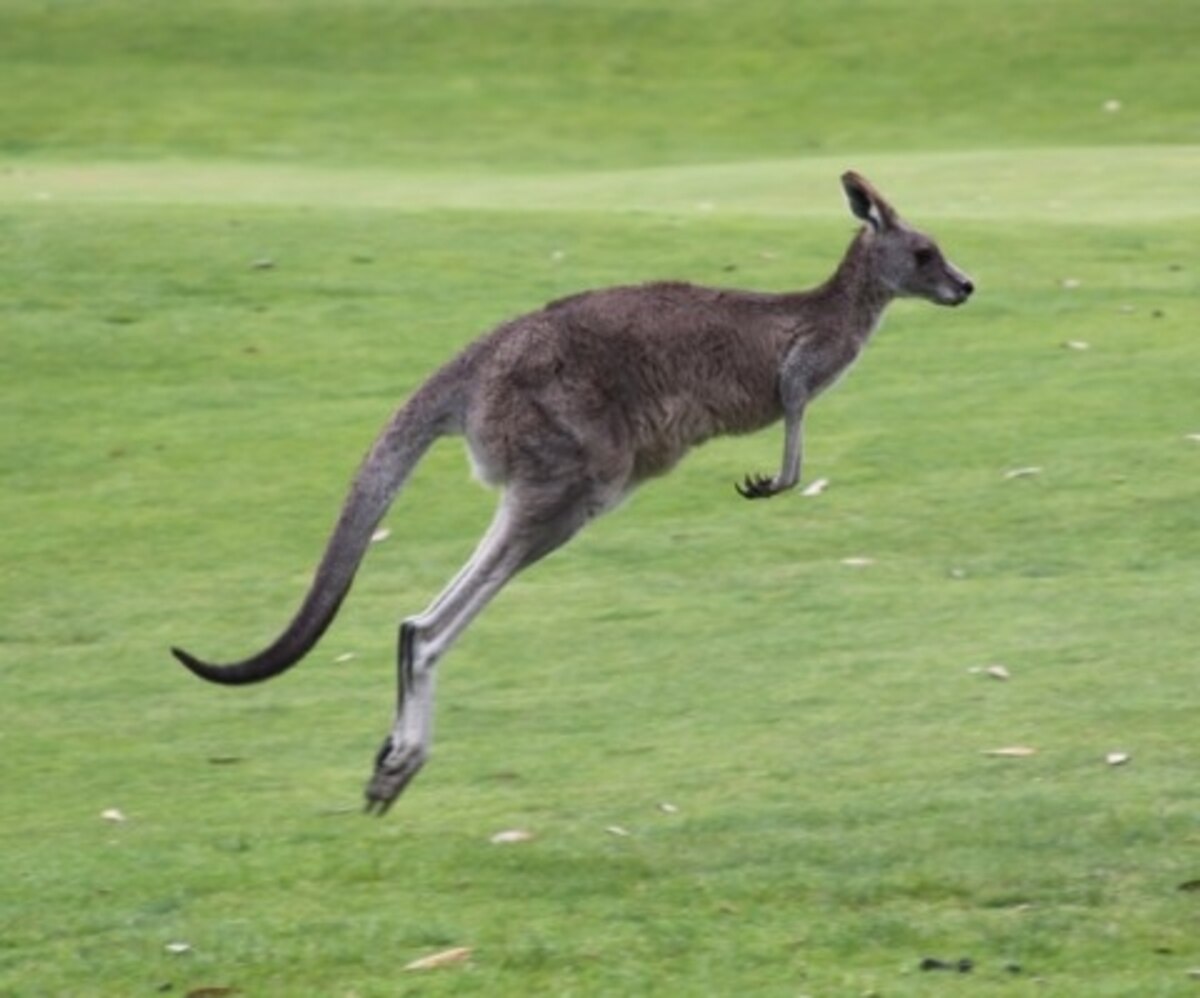 Where’s Andrew? My First Kangaroo