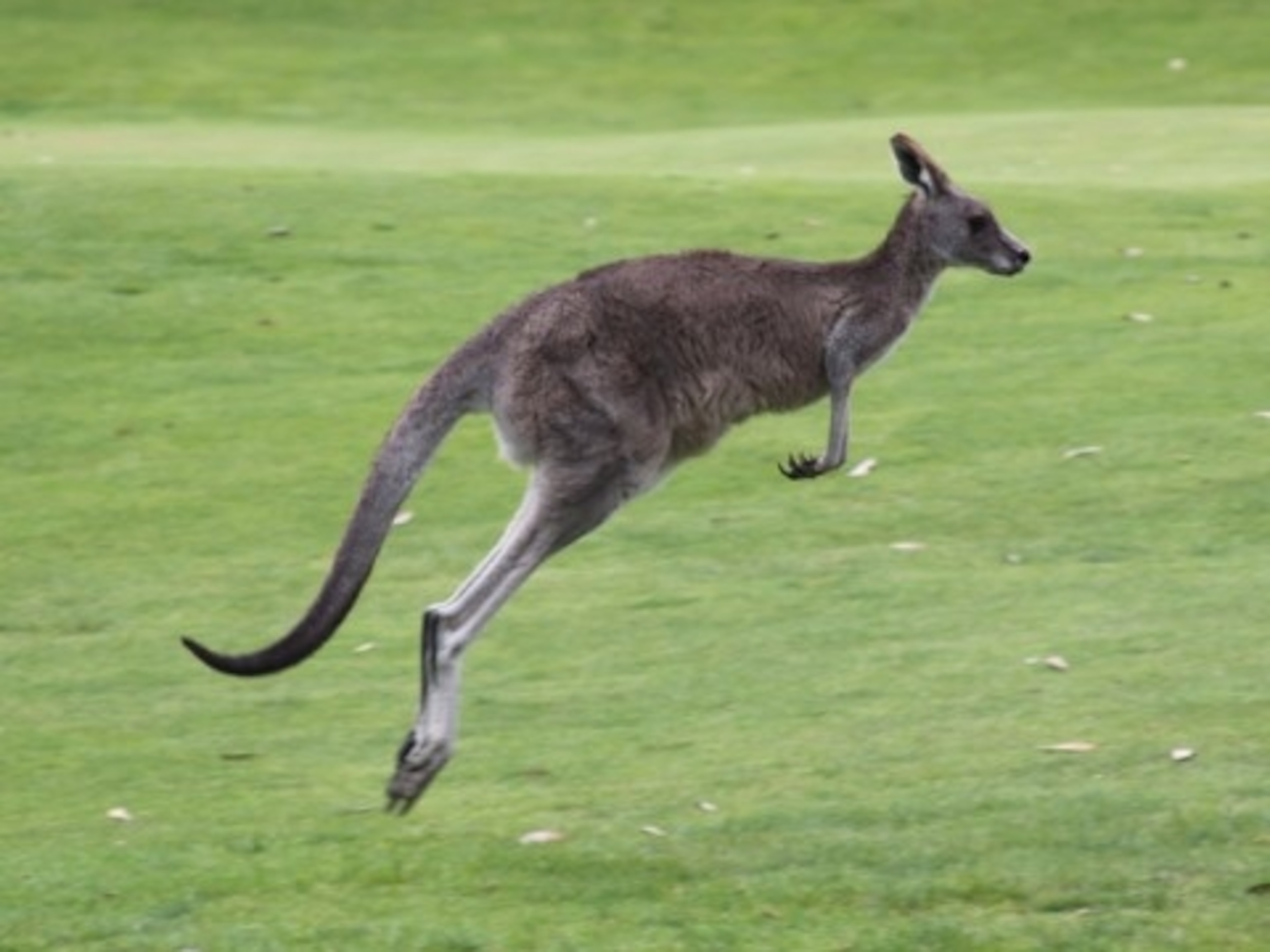 Where’s Andrew? My First Kangaroo